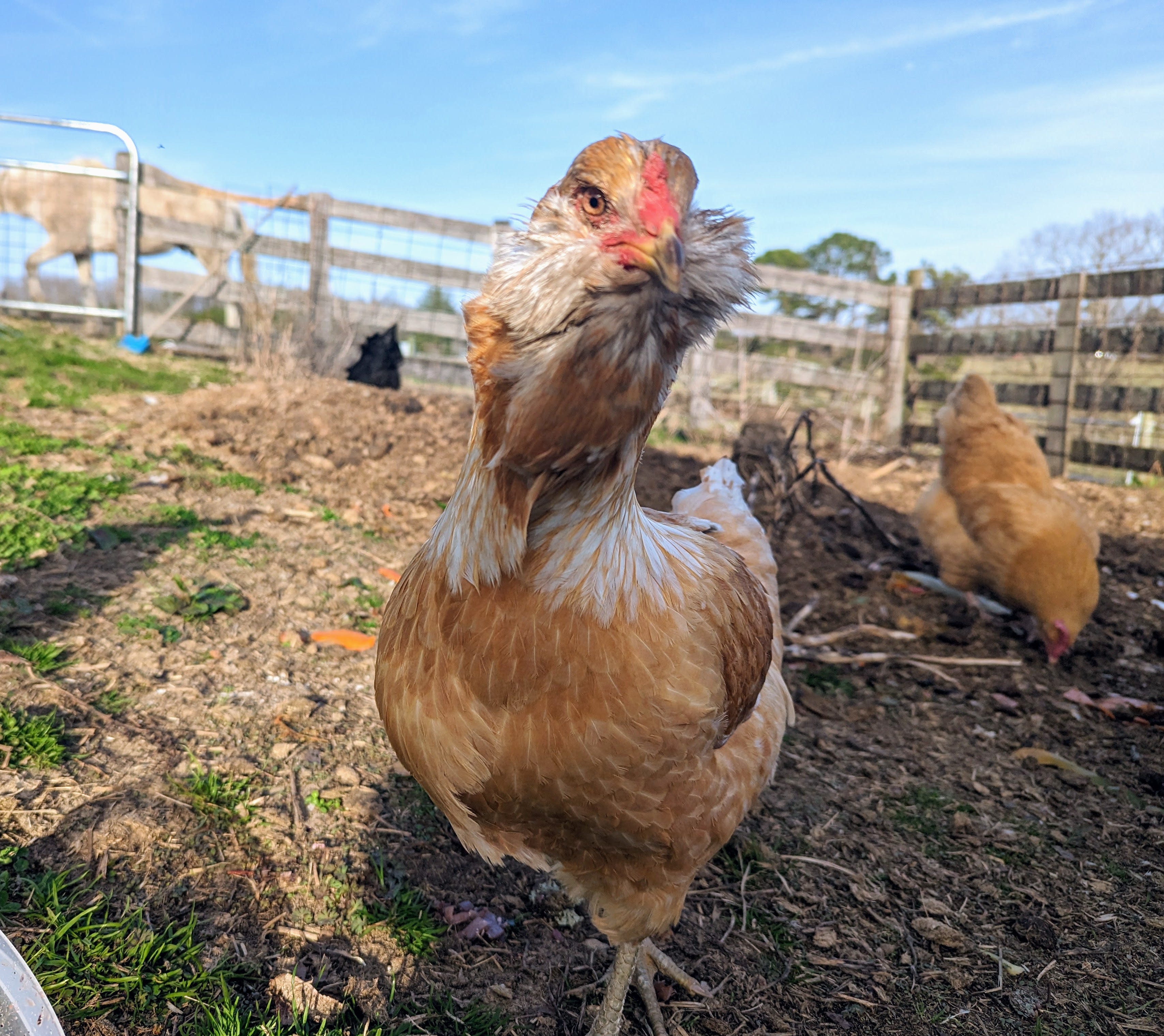 Better together (and with feathers) - by AC Shilton