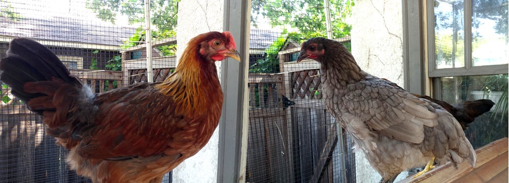 Introducing Daphne and Josephine and Updates from the Farm