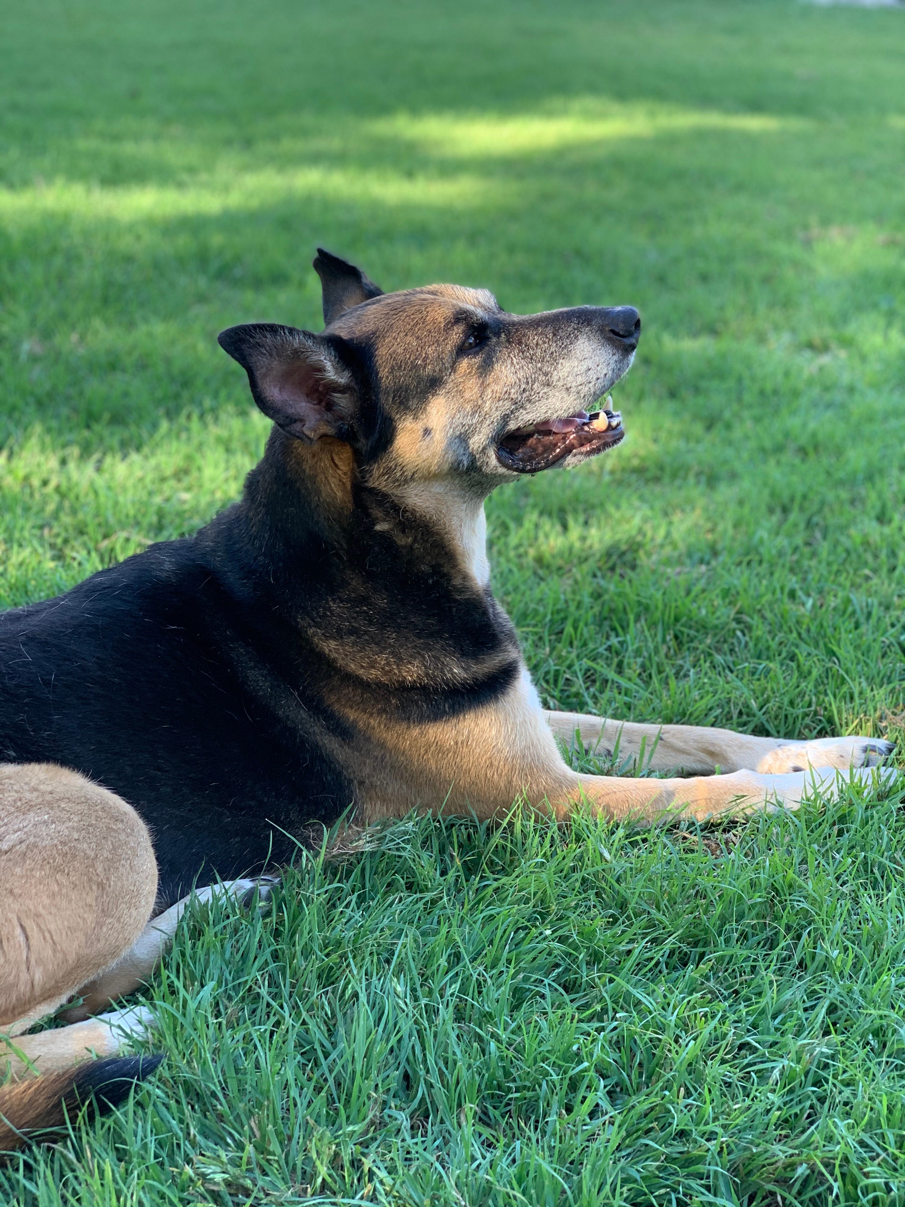 All Dogs Go to Heaven - by Meg Fischer