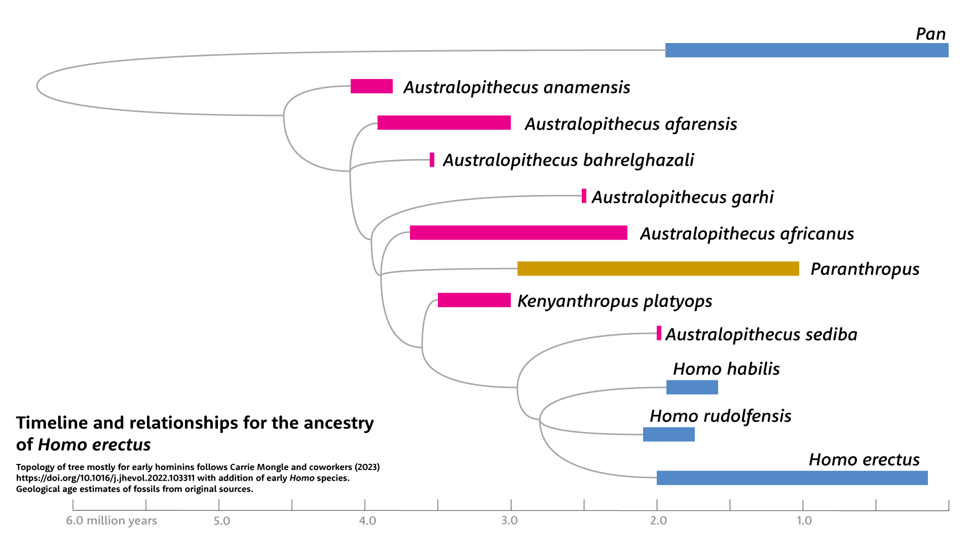 What do we know about the ancestry of Homo erectus?