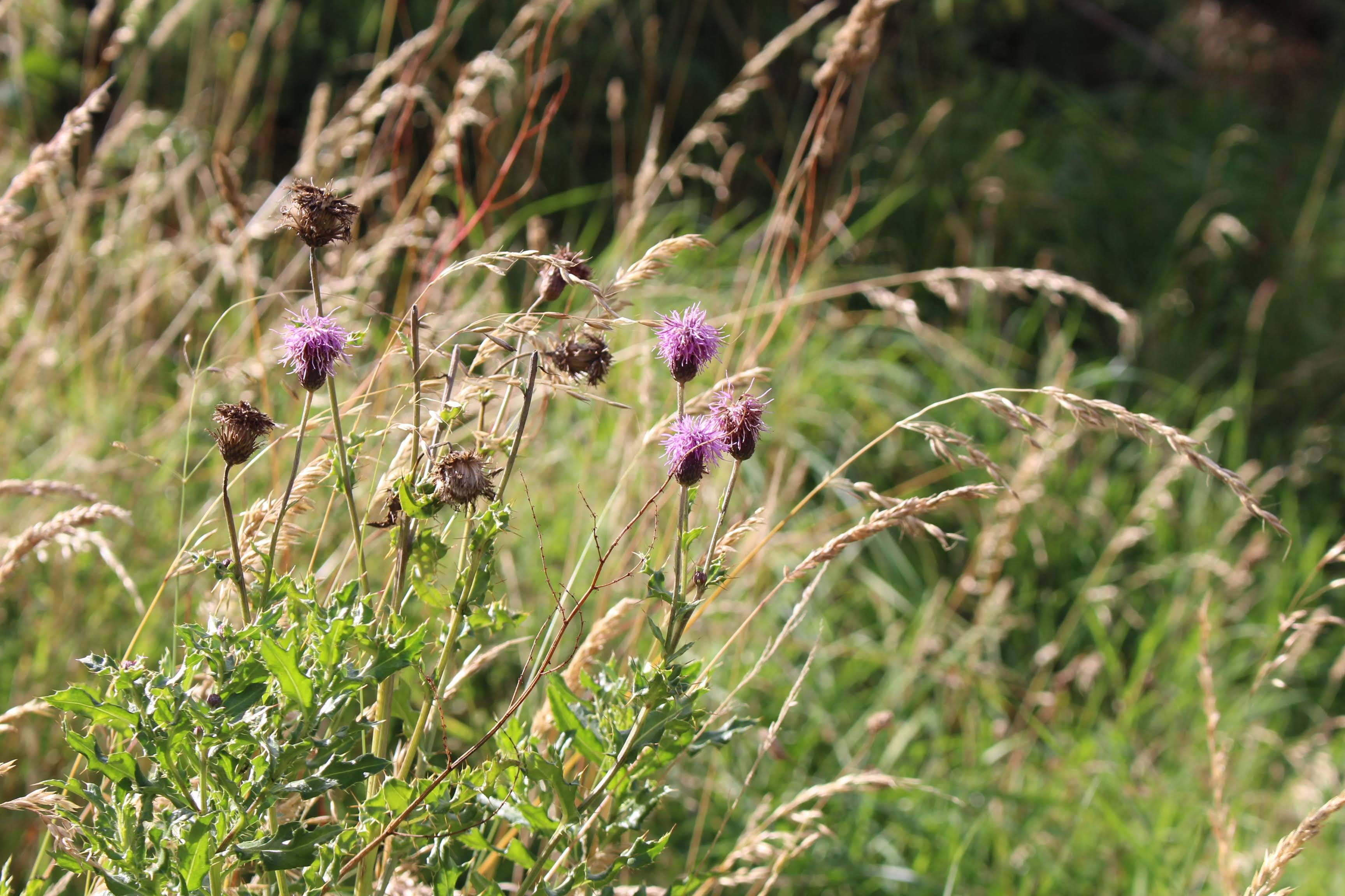 What makes a weed a weed? - by Thomas Winward