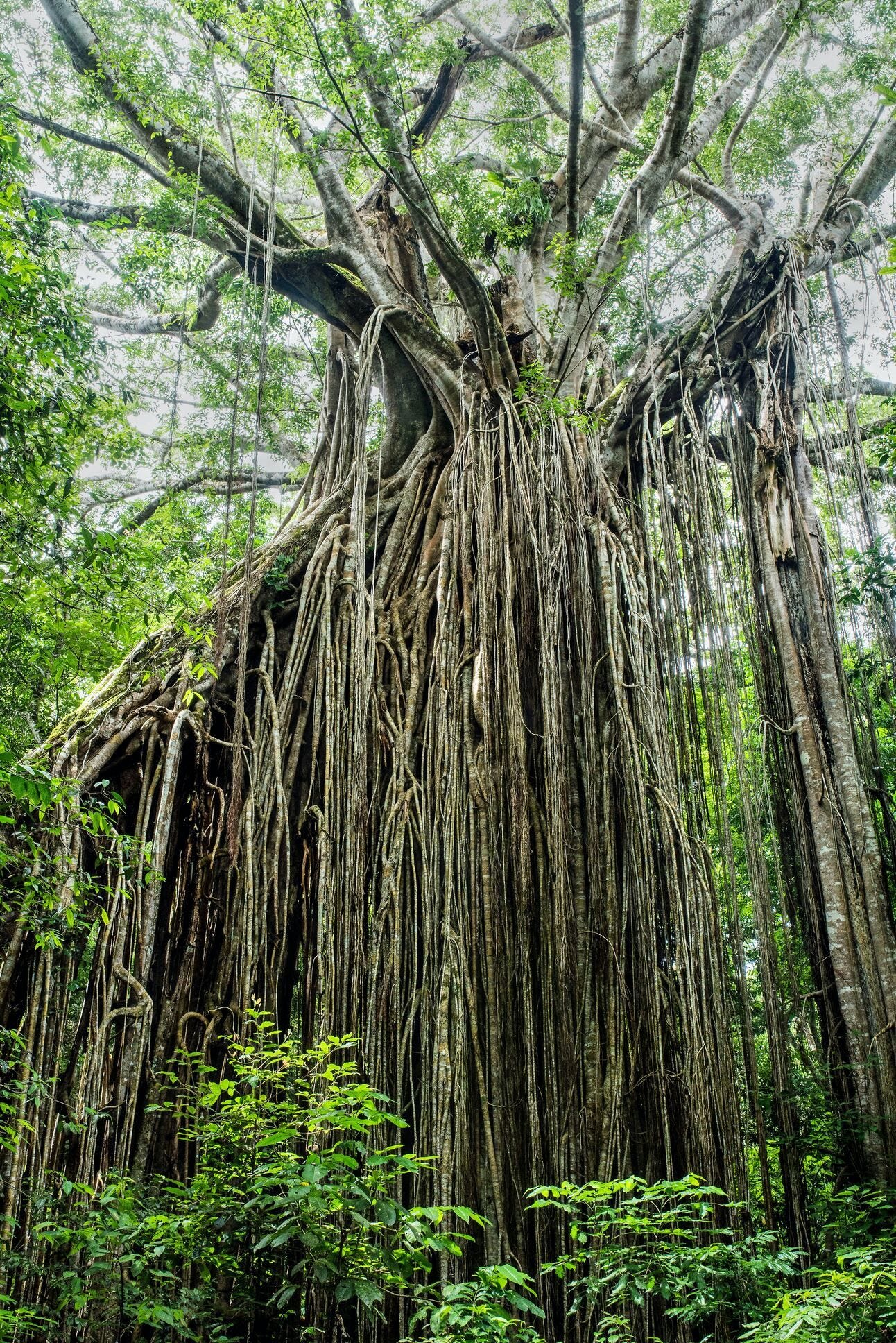 Transform Your Legacy Monolith System Into Microservices