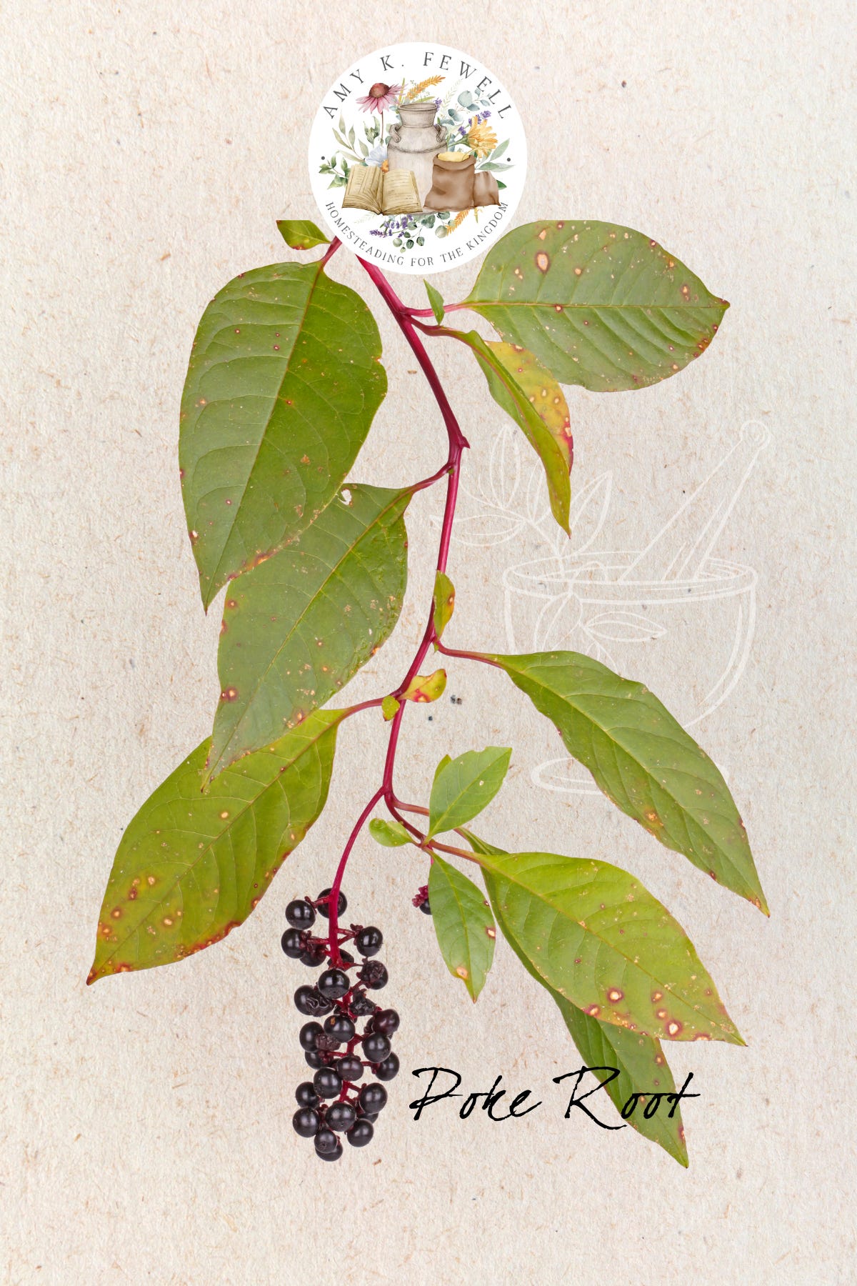 Poke Root | A Powerful Infection Fighting Herb