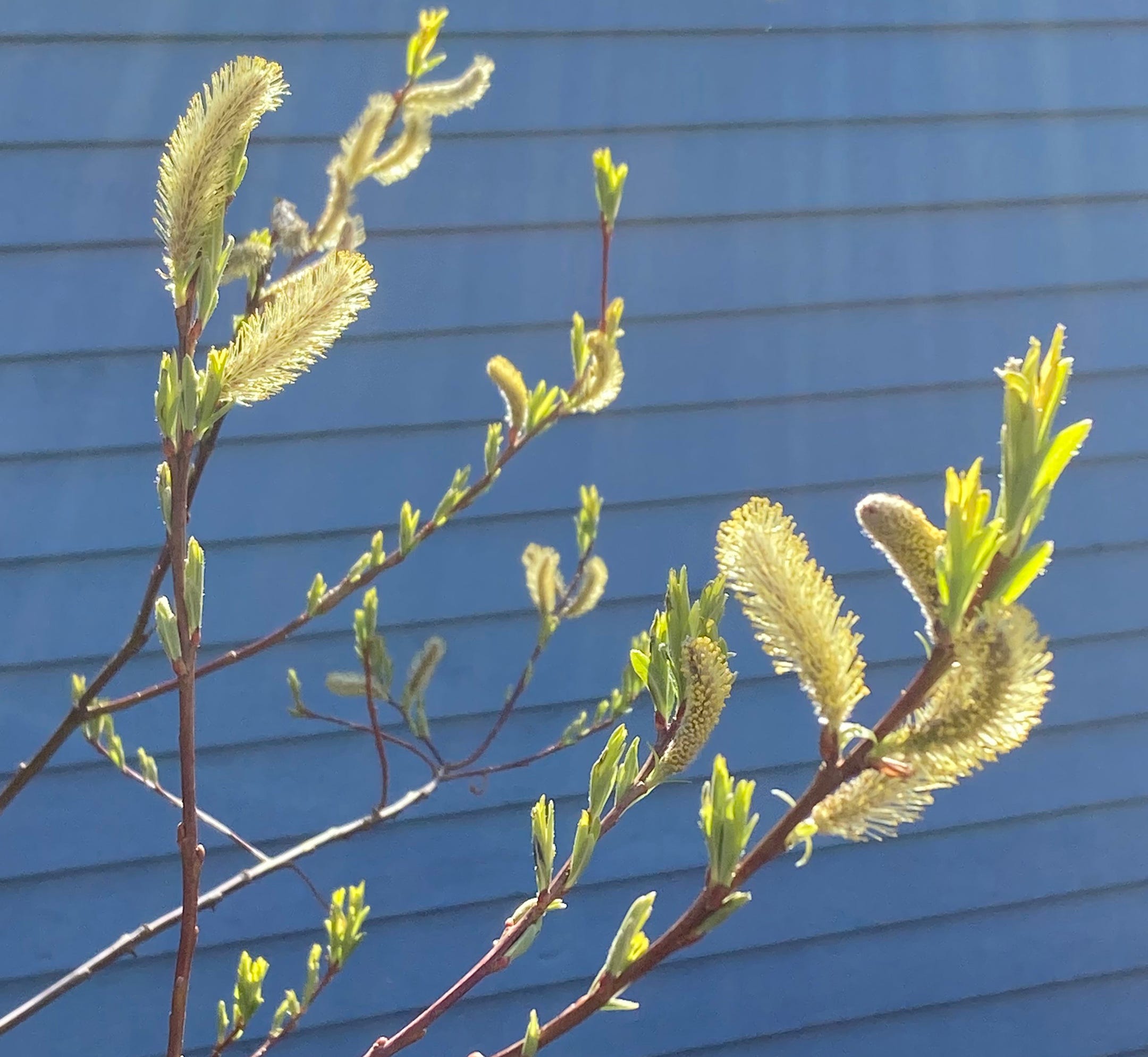 The Lost Bee - by Margaret Tomlinson - The Generous Garden