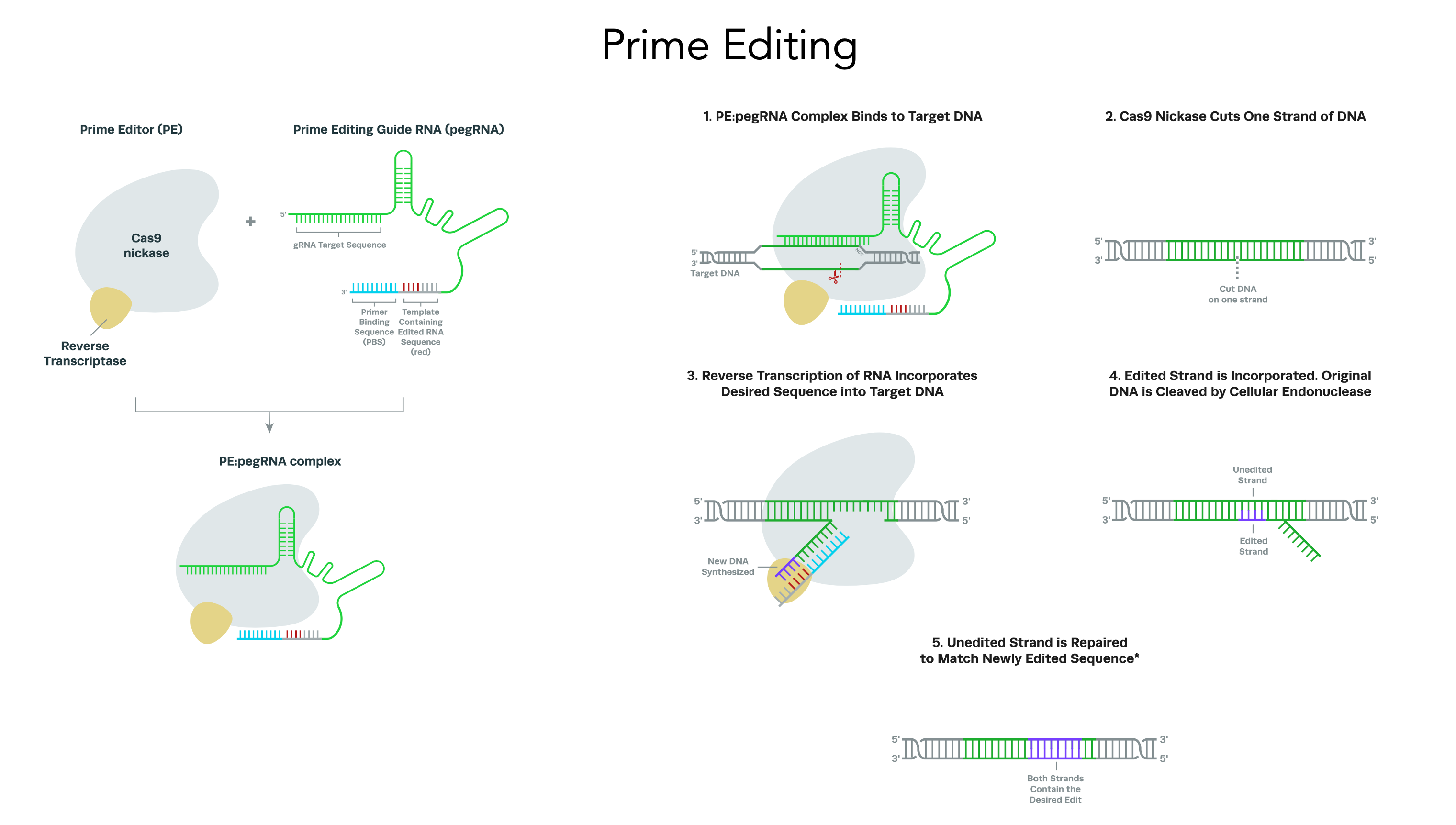 Towards genome editing cure of genetic heart diseases