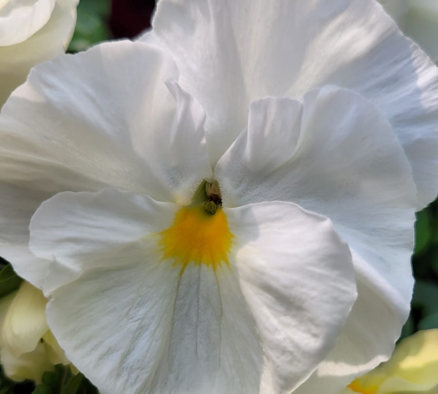 My May Flowers - by Bear Kosik