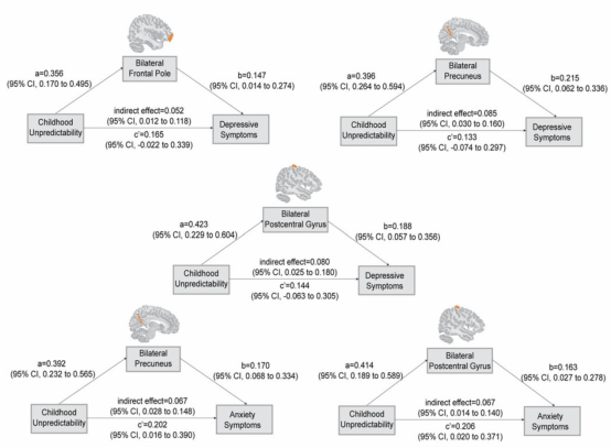 The Lasting Effects of Childhood Stress on Brain Development