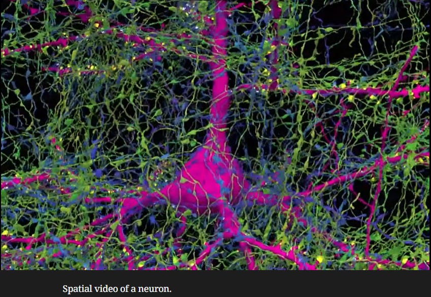 See the Human Brain Like Never Before