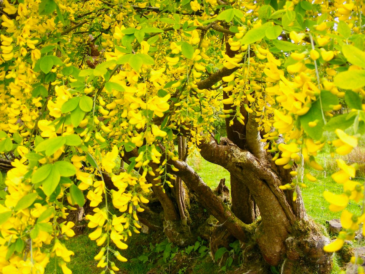 Lovely Laburnum - by Amanda Claire Vesty - Forest Heart