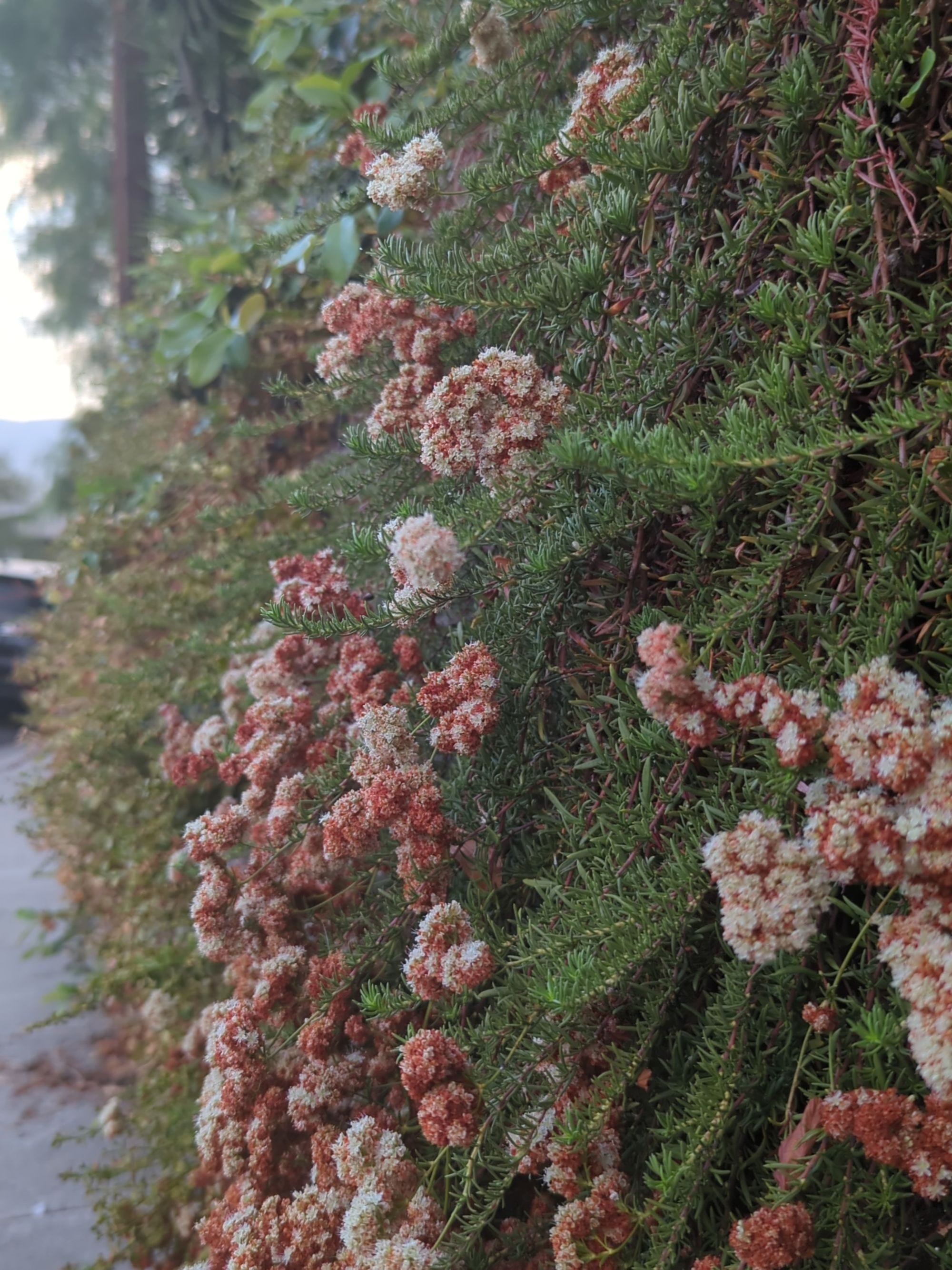 Summer Dormancy in California - by Chris Bell