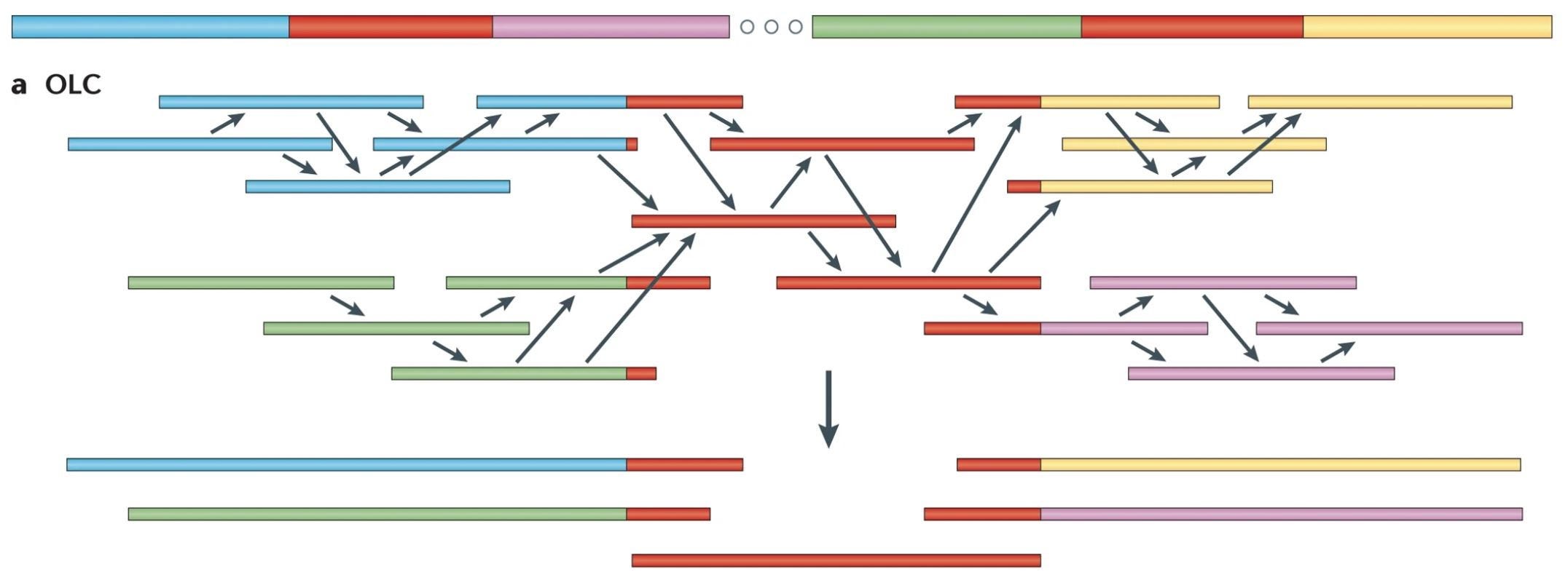 Primer: Introduction to Genome Assembly - by Emily Liau