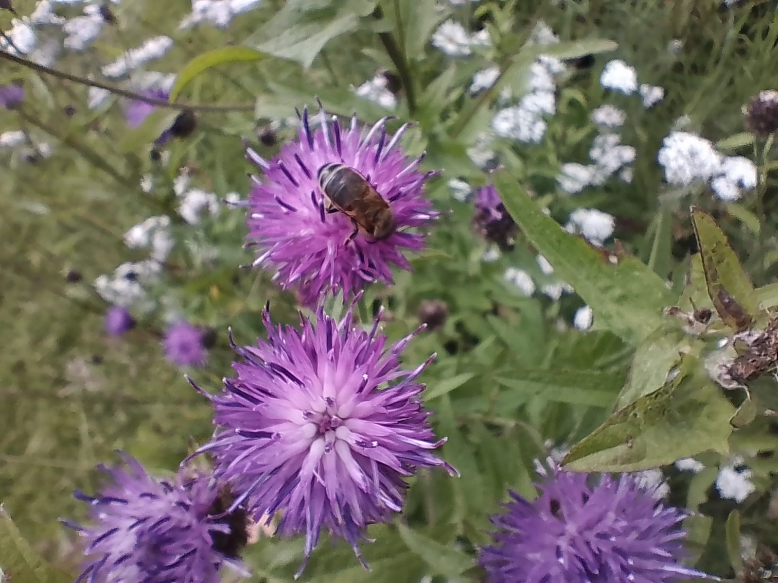 Achmelvich - A Pollinators' Paradise