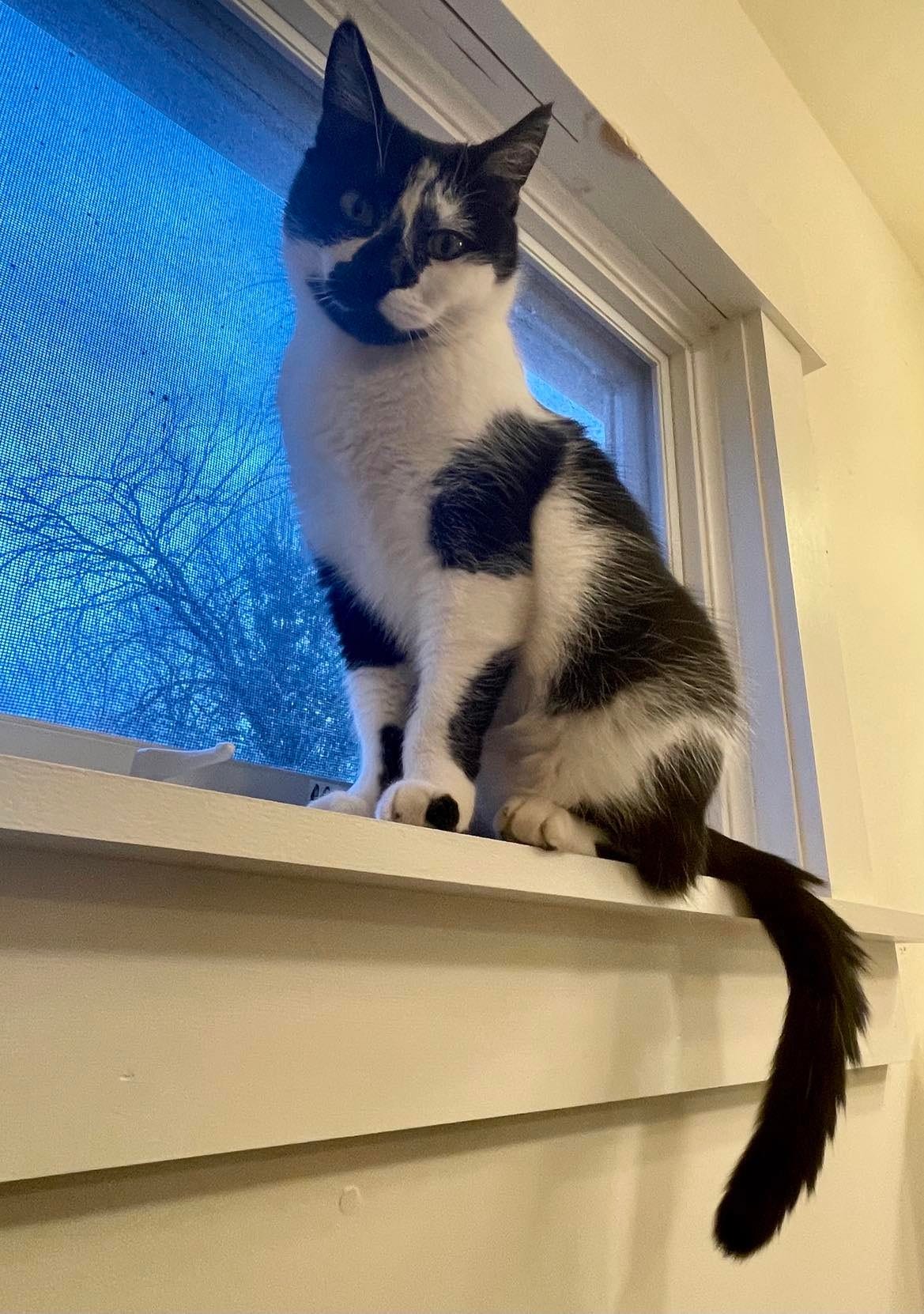 Barge cats - by Lucian K. Truscott IV