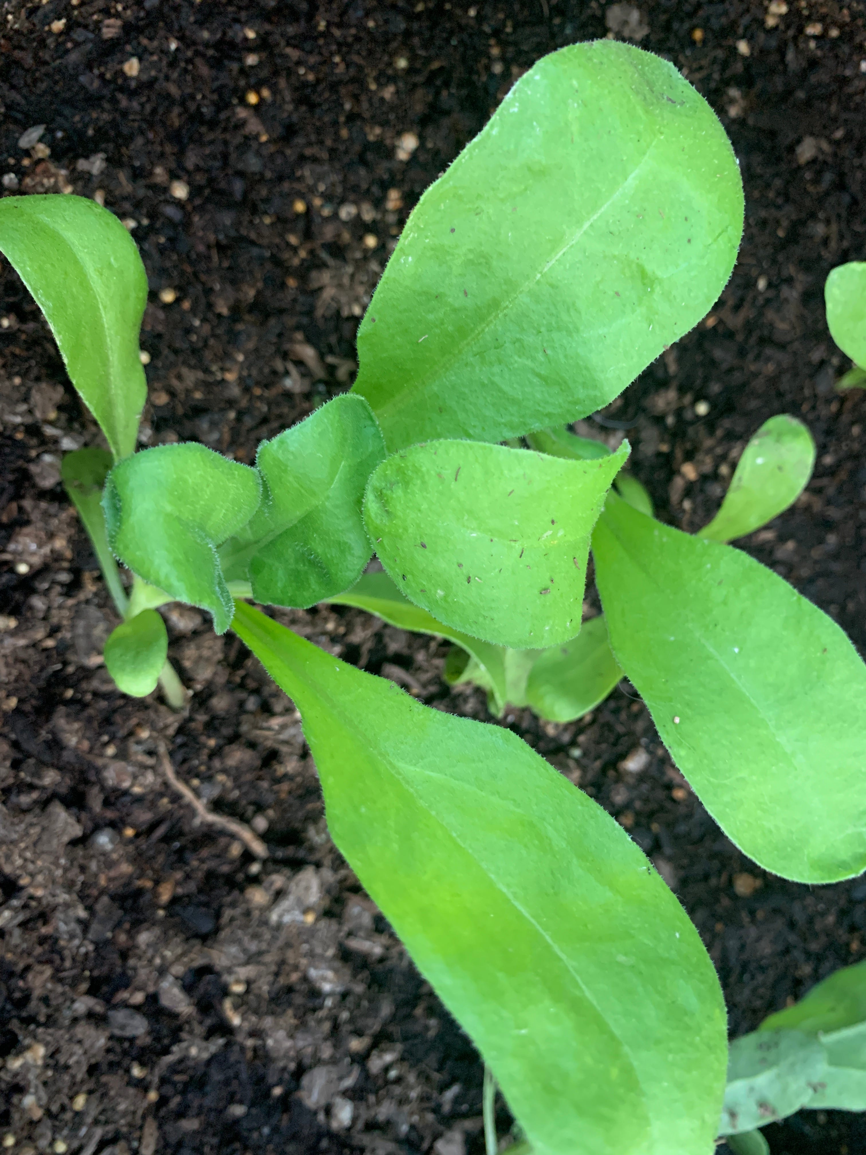 Plant Harmony: Calendula - by Rhiannon Lynn