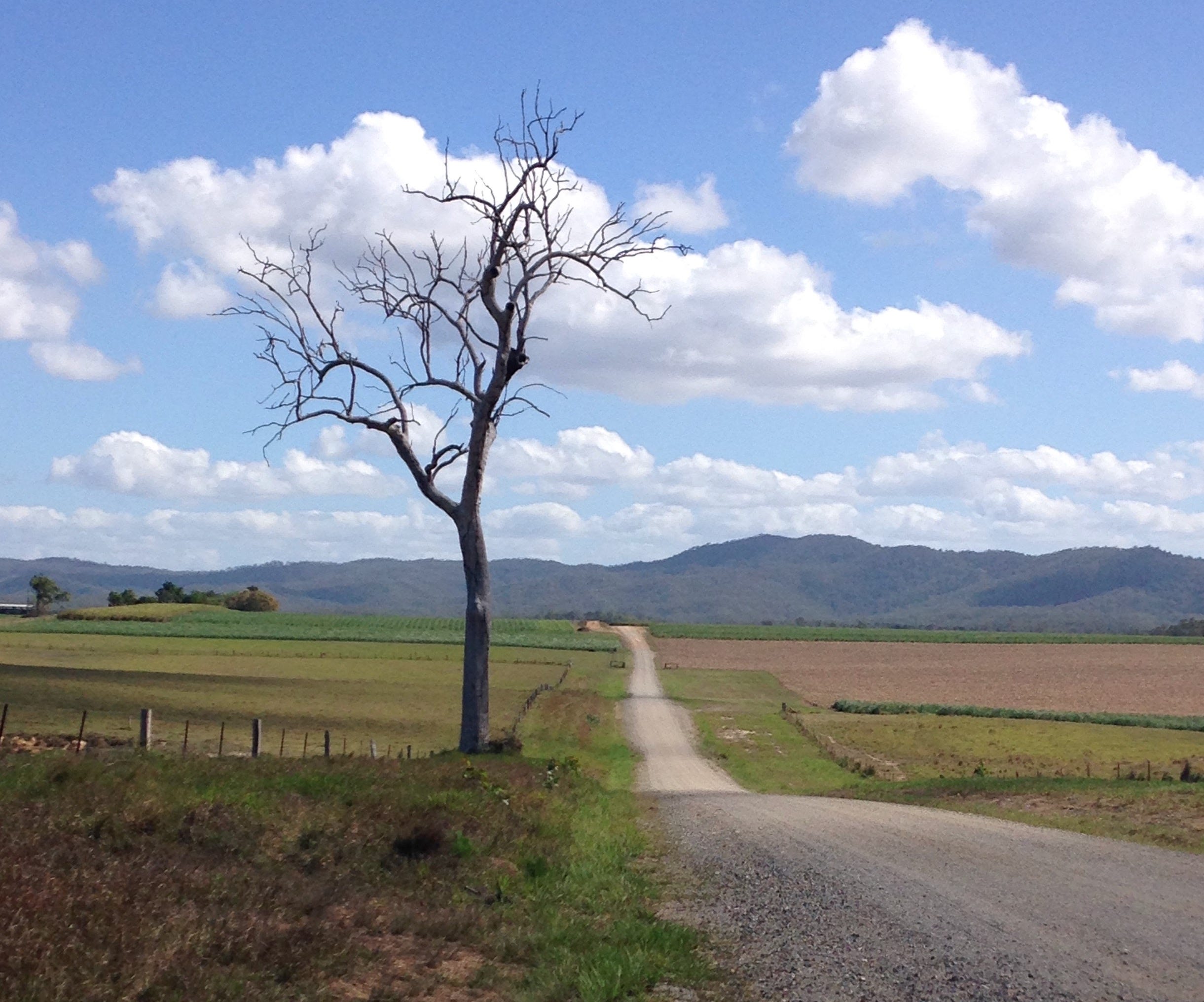 Falling Through Trap Doors - by Martha Nichols