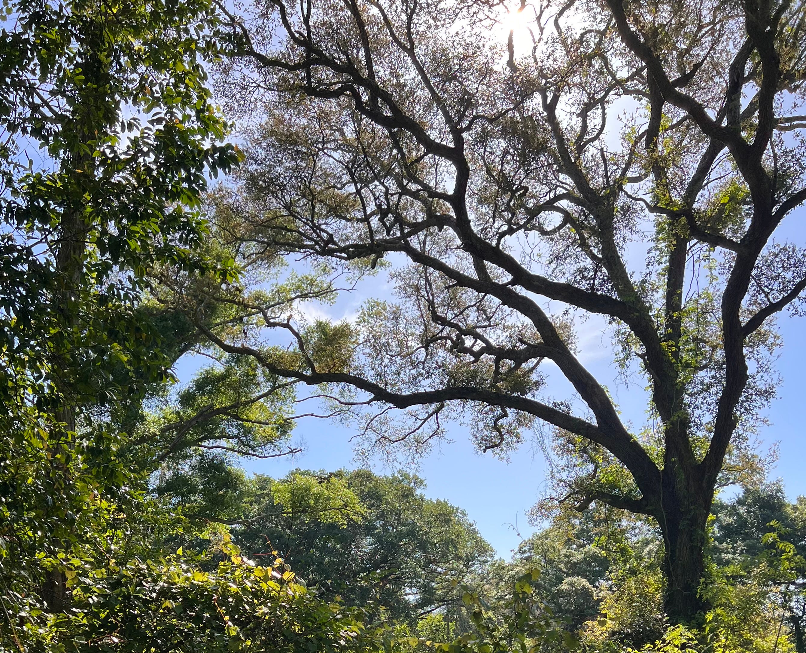 Itchy Trees - by Deborah Potter - Building Altars