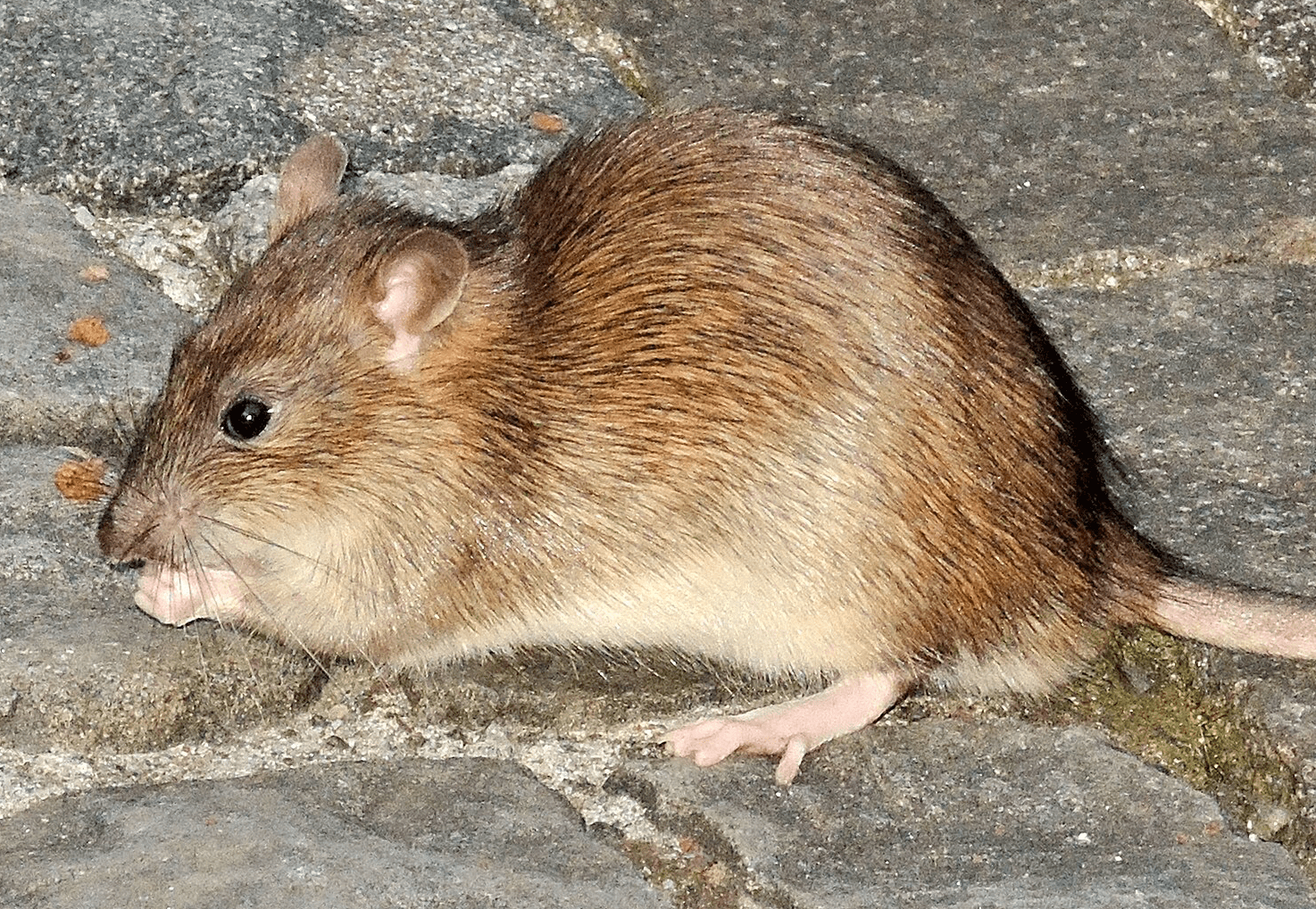 Meet Reese's Rat, our new viral Rat Hero