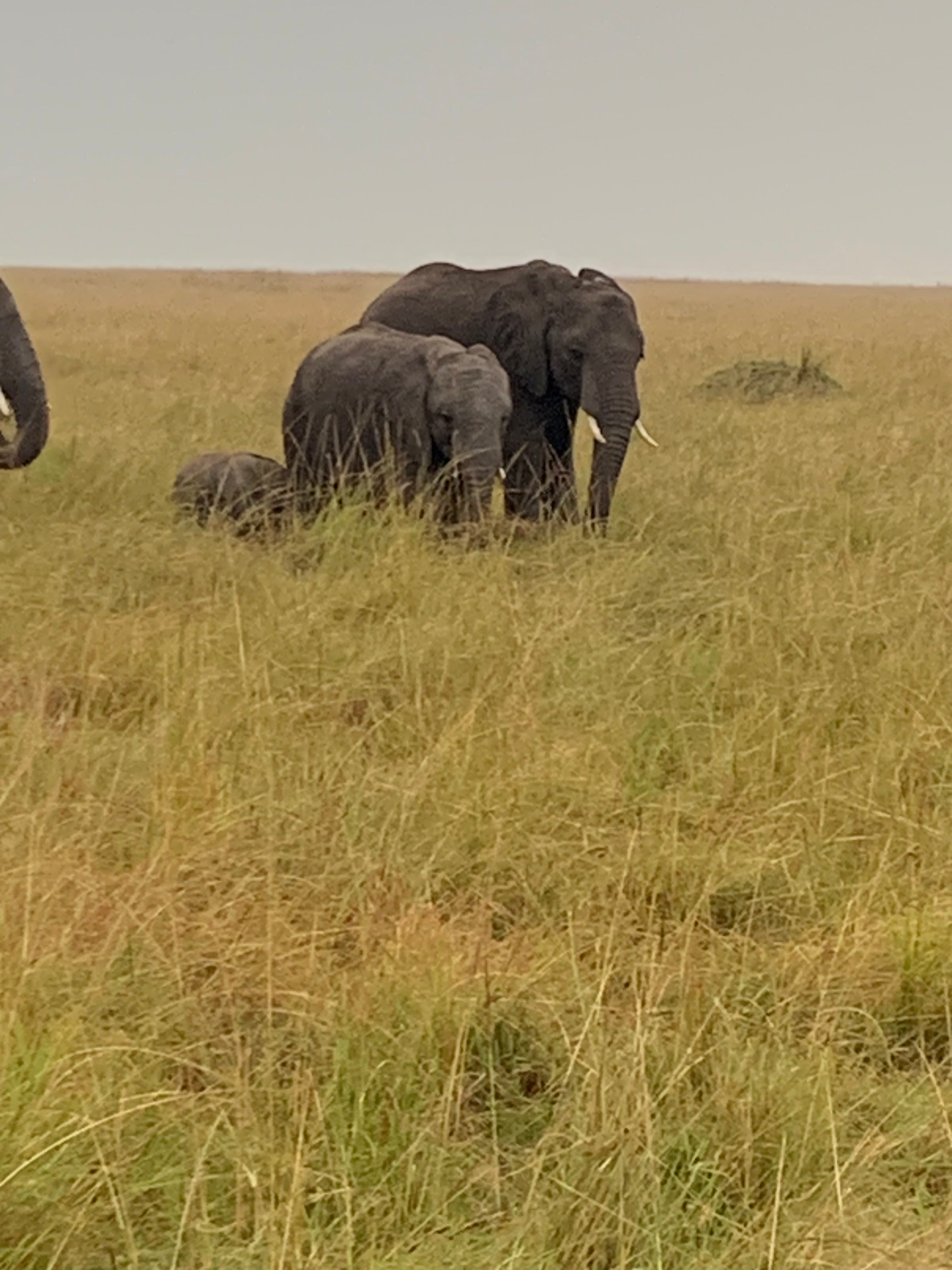 Close Encounters Of The African Kind - by J. Edward Les, MD