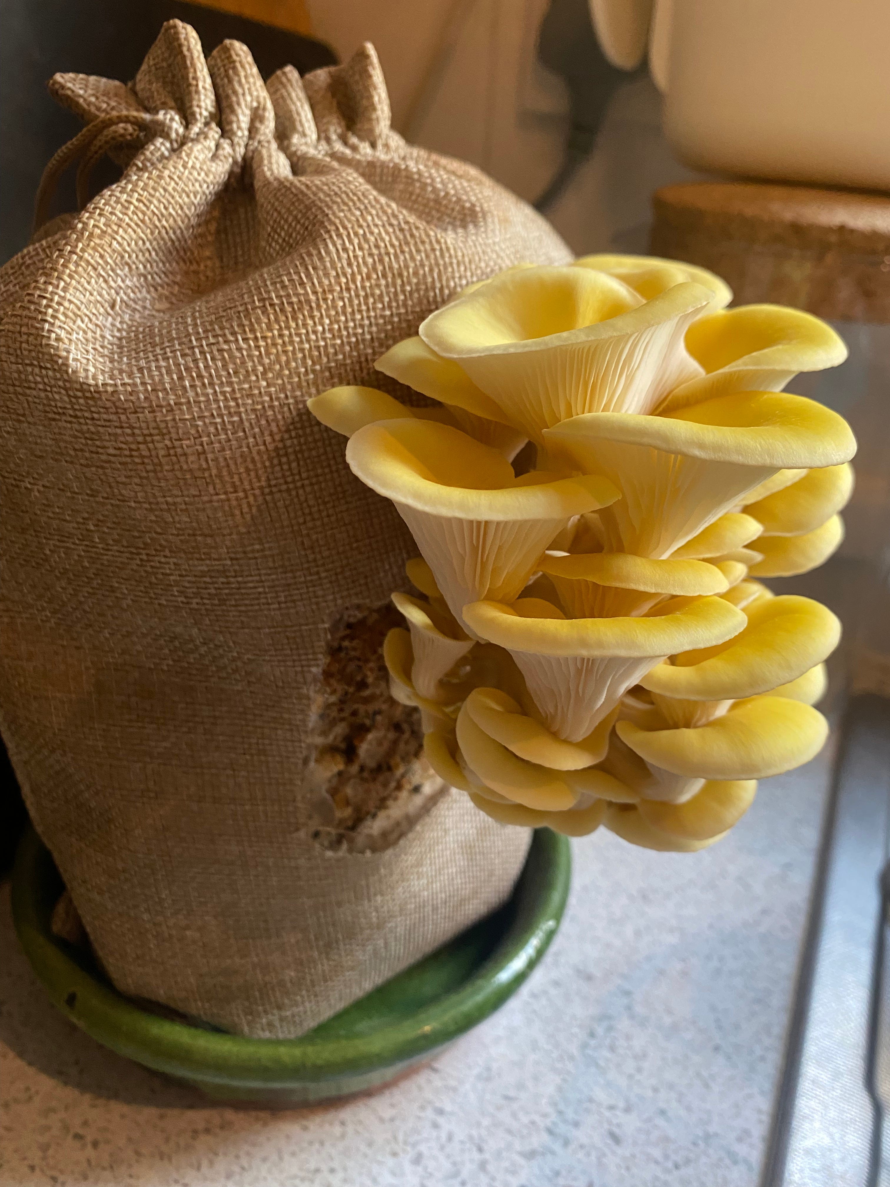 Fungus Amongus - by Dan Masoliver - The Earthworm