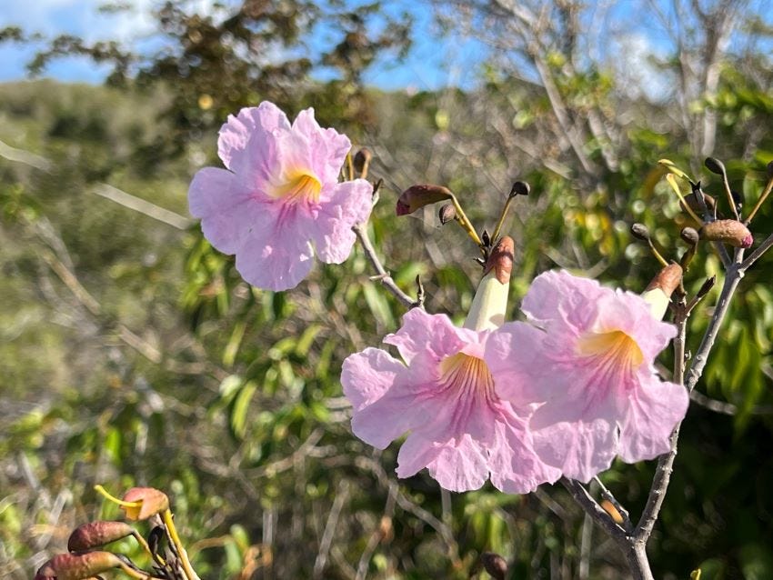 White Cedar Season in Anguilla - by Jackie Cestero