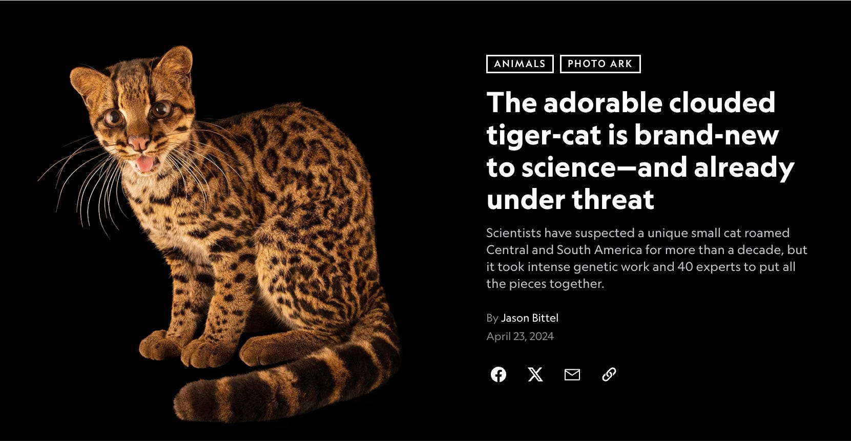 Meet the New Species of Tiger-Cat - by Jason Bittel