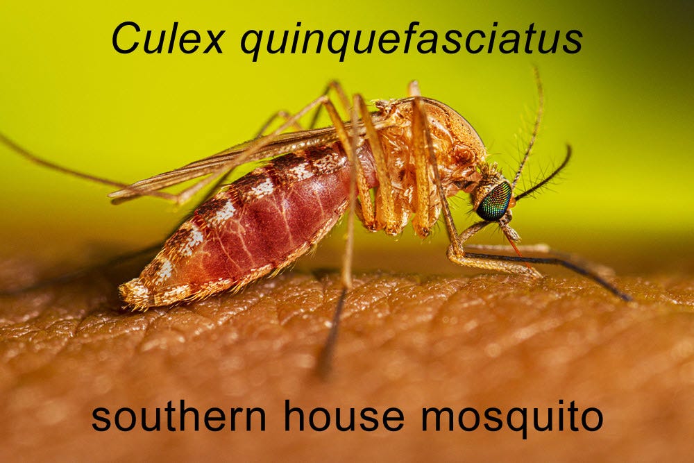 Lab-Altered Mosquito Methods: An Overview