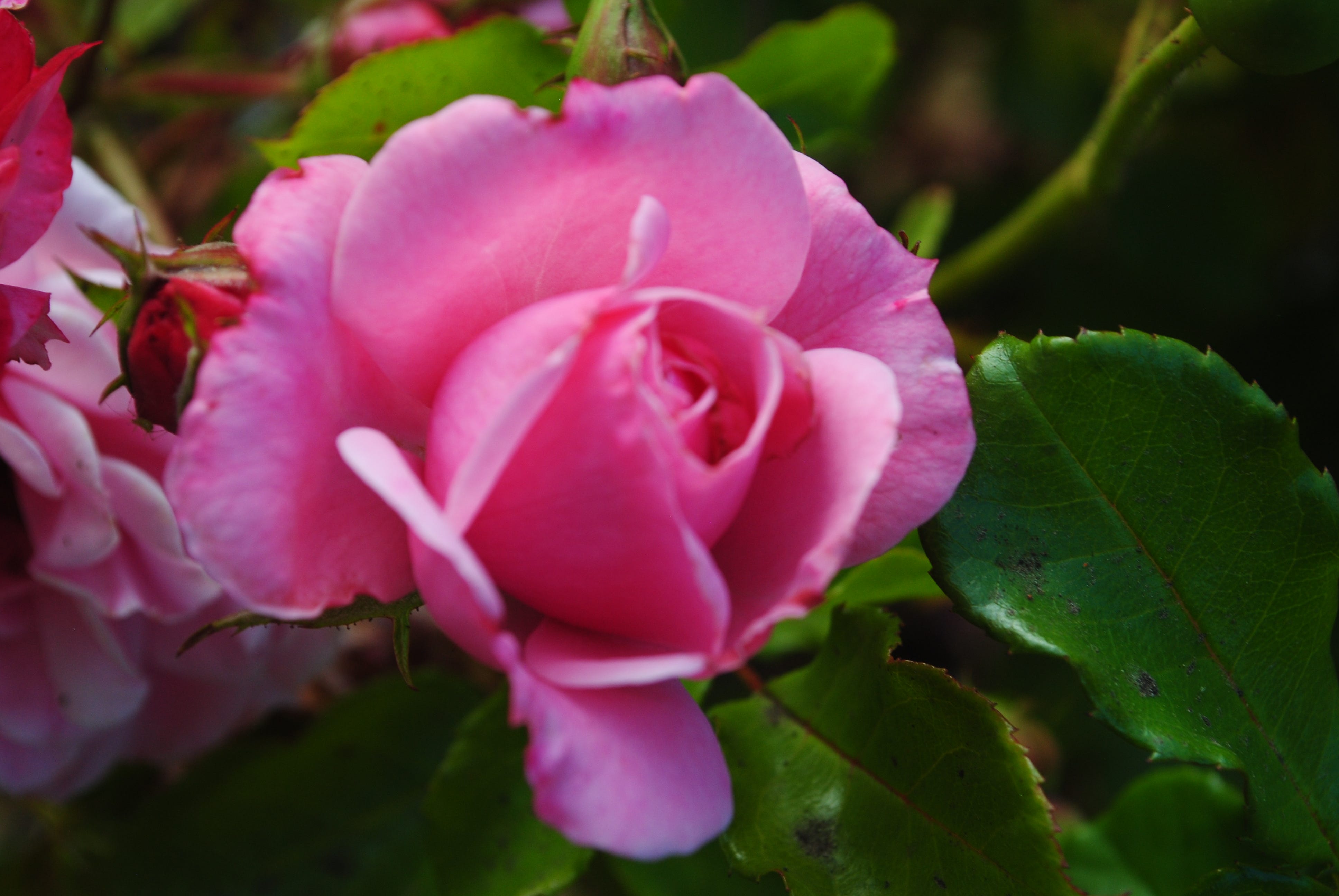 Quitting, Art, Plot - by Janet Salsman - Janet’s Substack