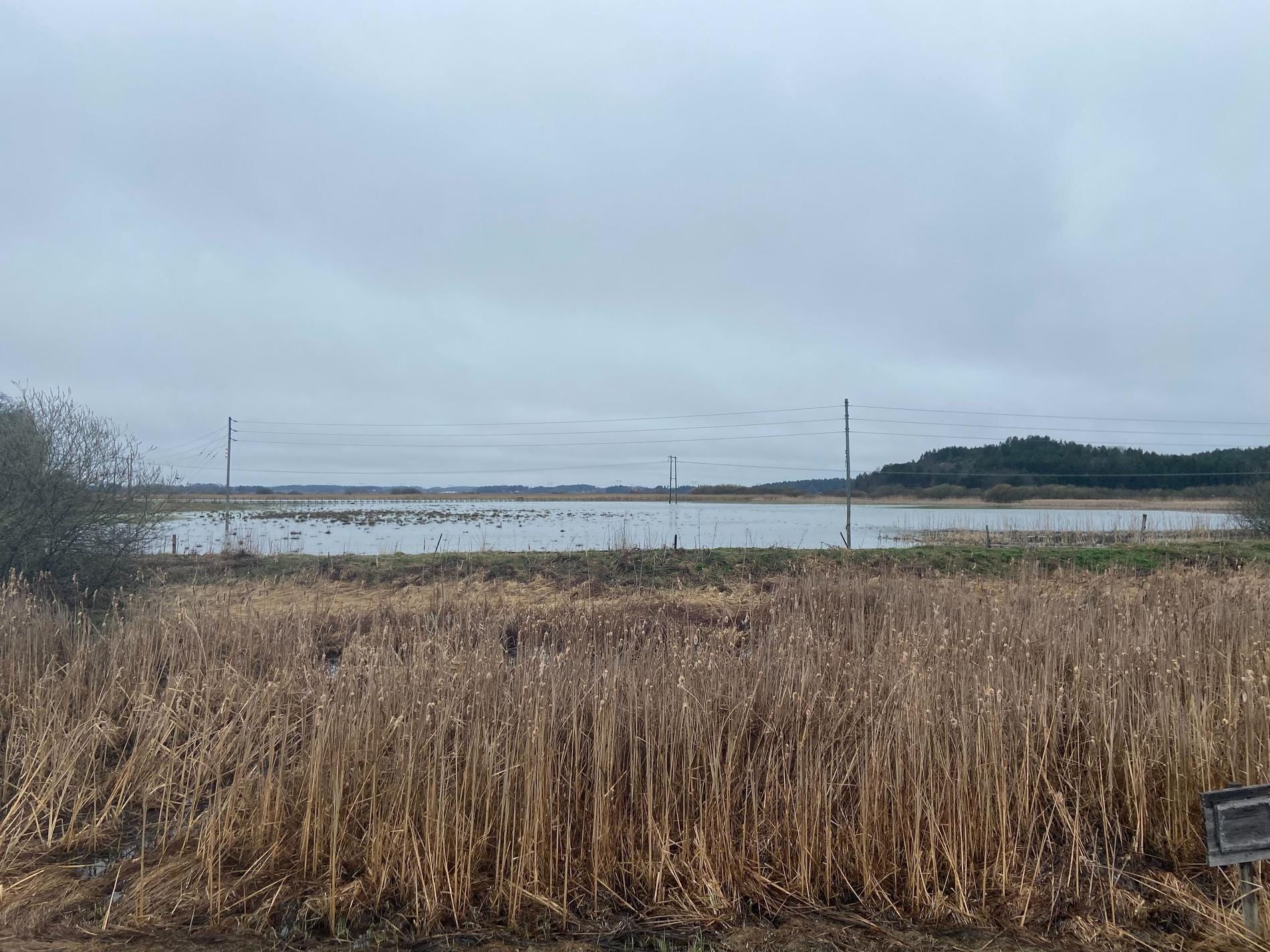 14-vuotiaan tytön raiskannut muslimi löytyi hirtettynä