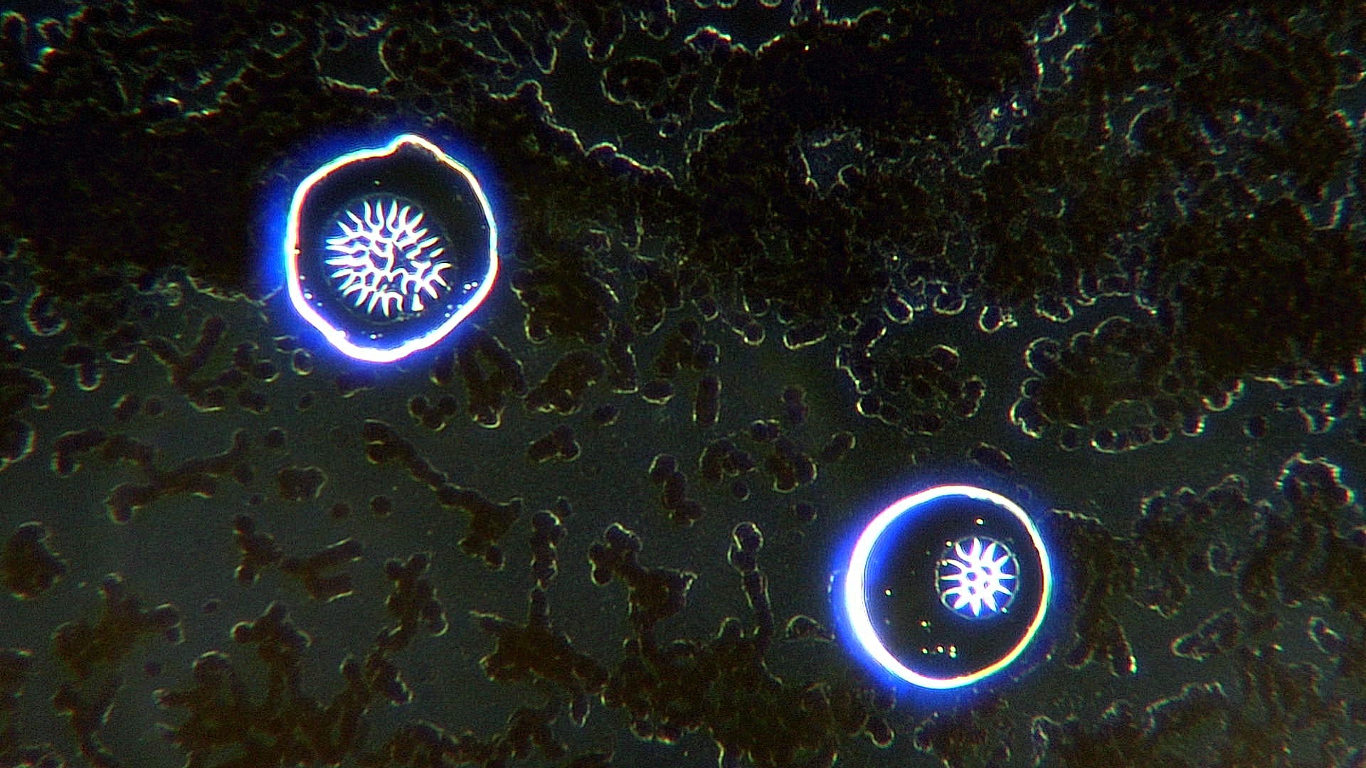 A long boring post. - by matt. j.a.o.b - matt’s microscopy