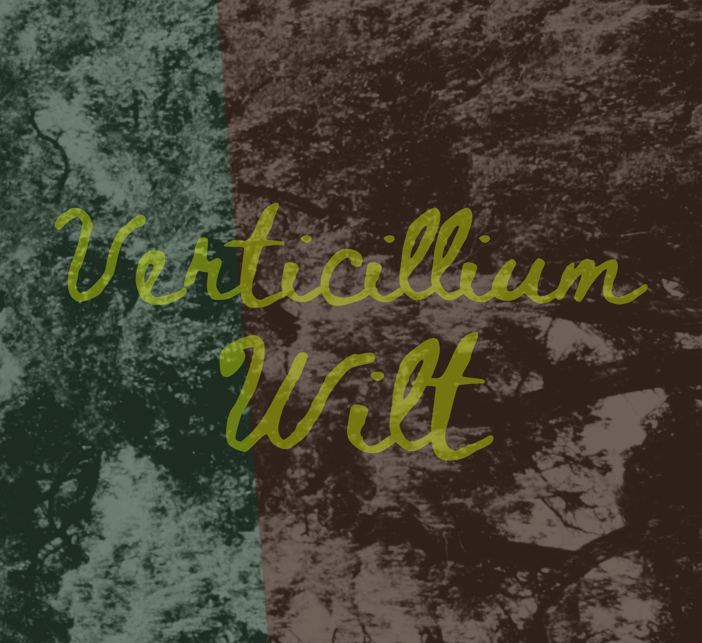 Verticillium Wilt - by Corey Frey
