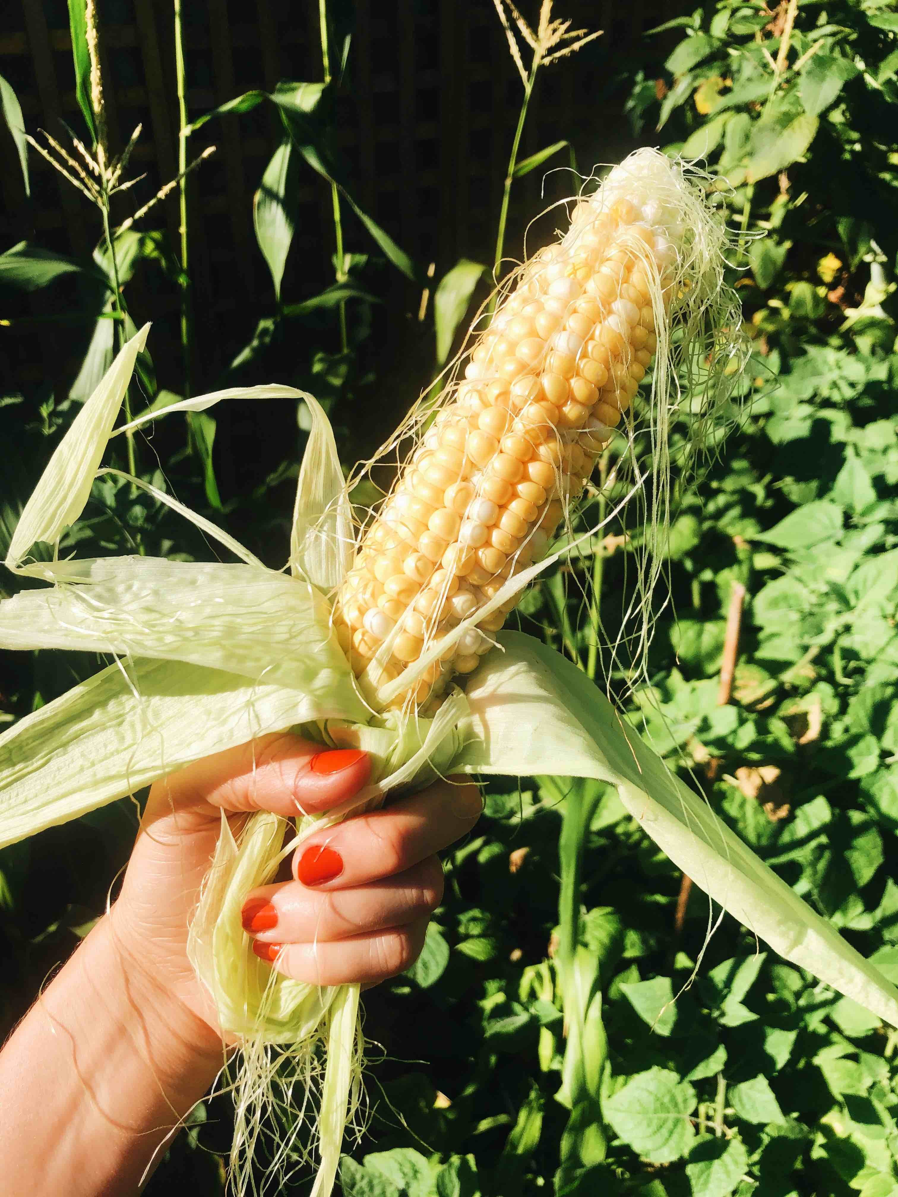 10 ways to prepare your garden for summer - by Casey Lister