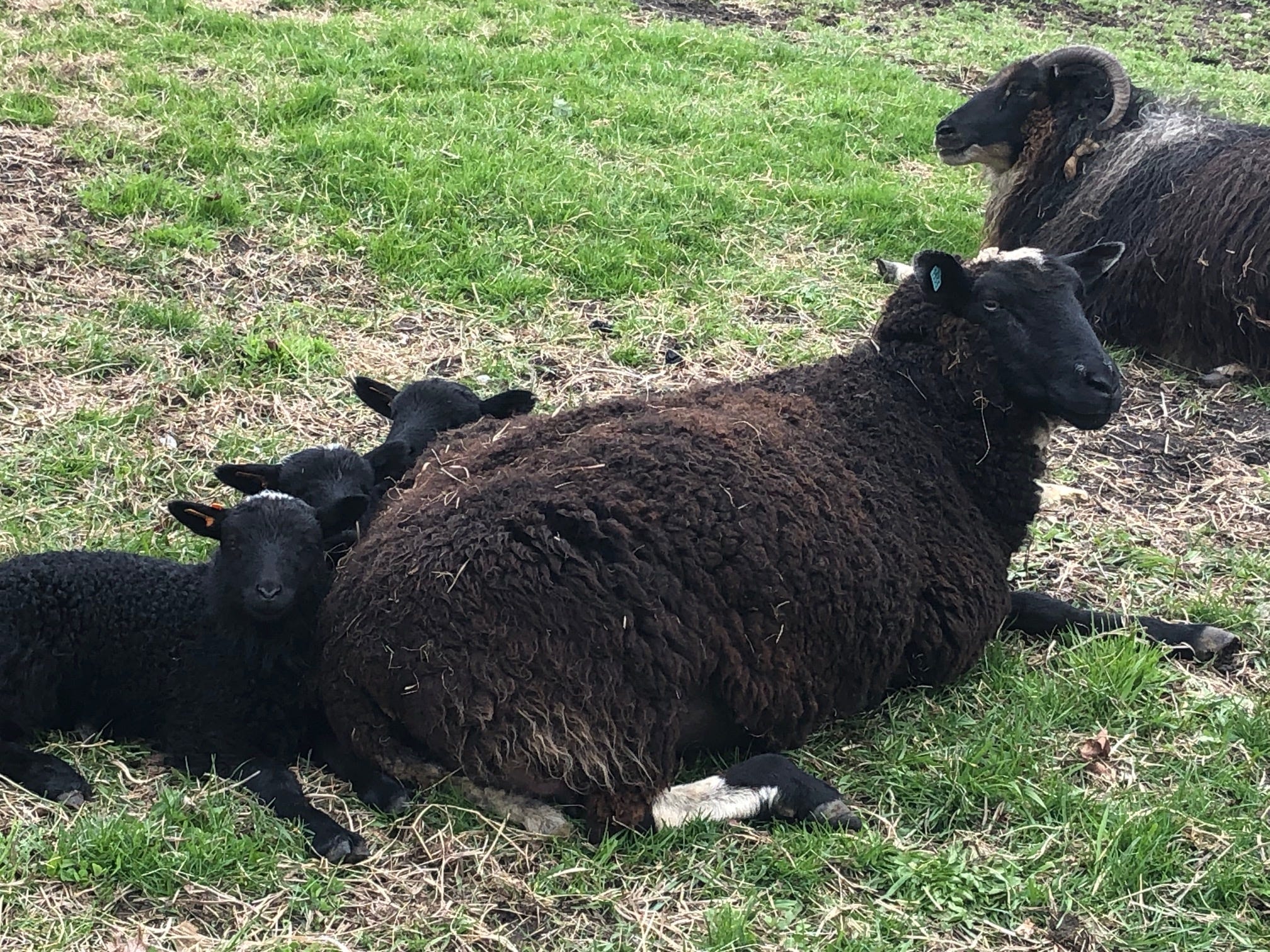 Portrait of a Day in Lambing Time - by Helen Whybrow