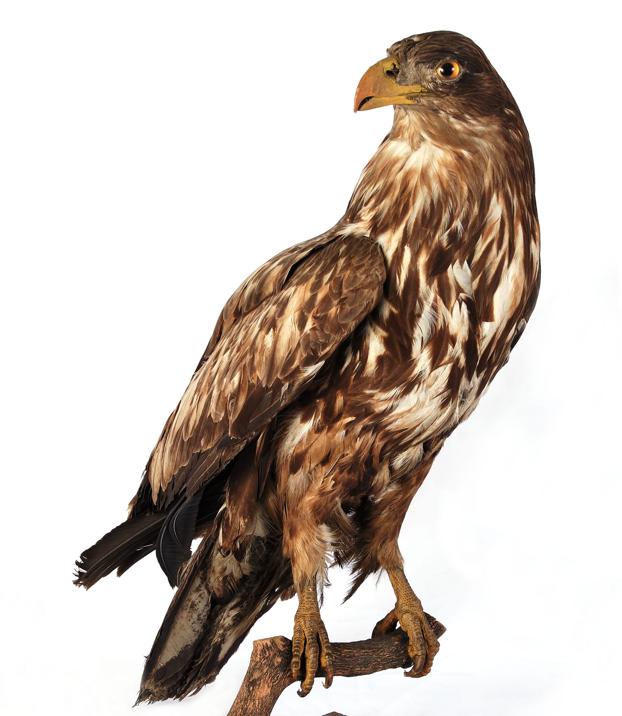 Where The Wild Things Are - by David Bocking