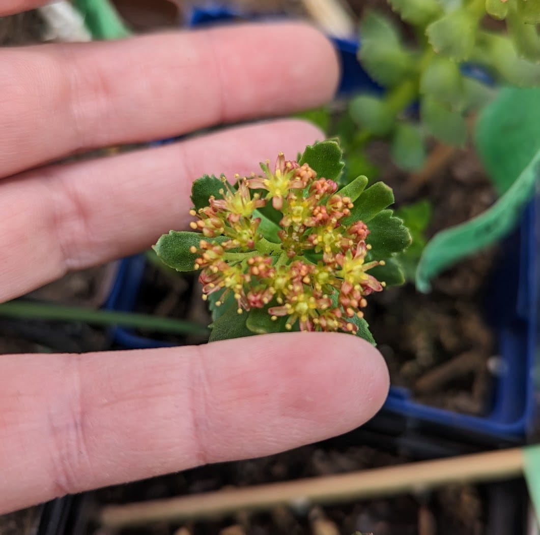 Wonderful Events All Around - by Rose-Anne Bouffard