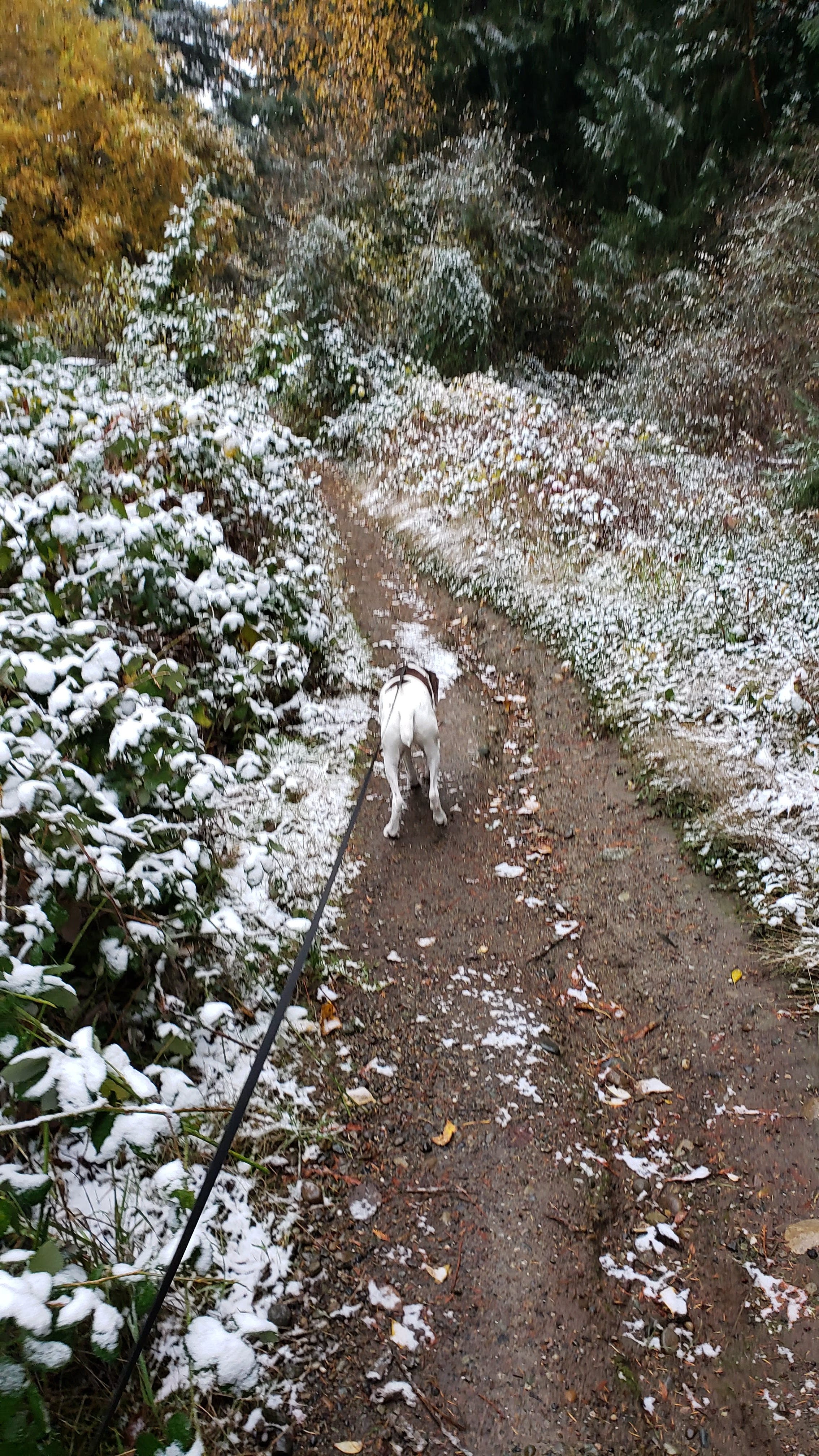 The Last Trail... - by Mark Storer - A Difference of Degree