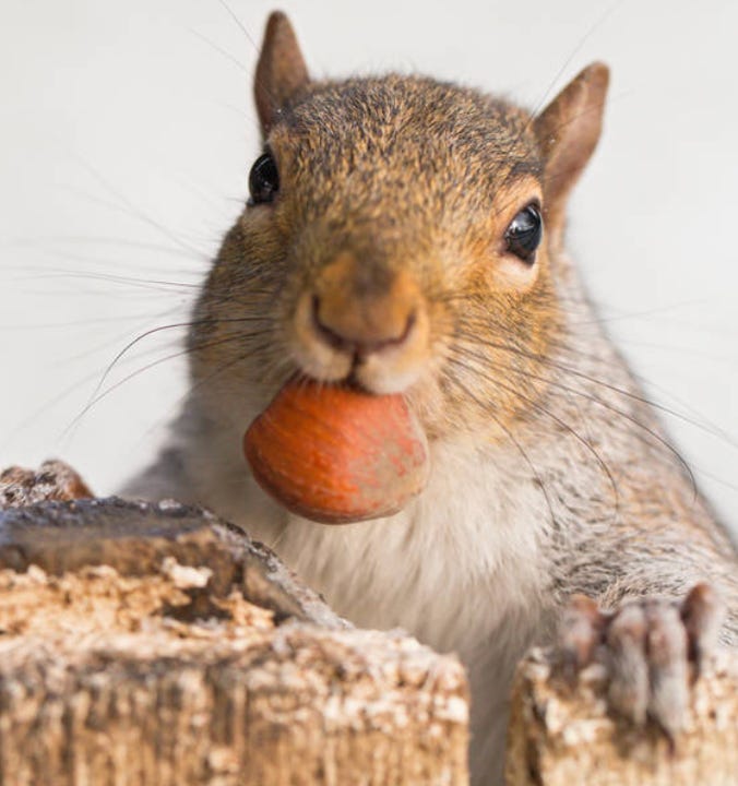 Edible News Tidbits - by Jeff Tavares