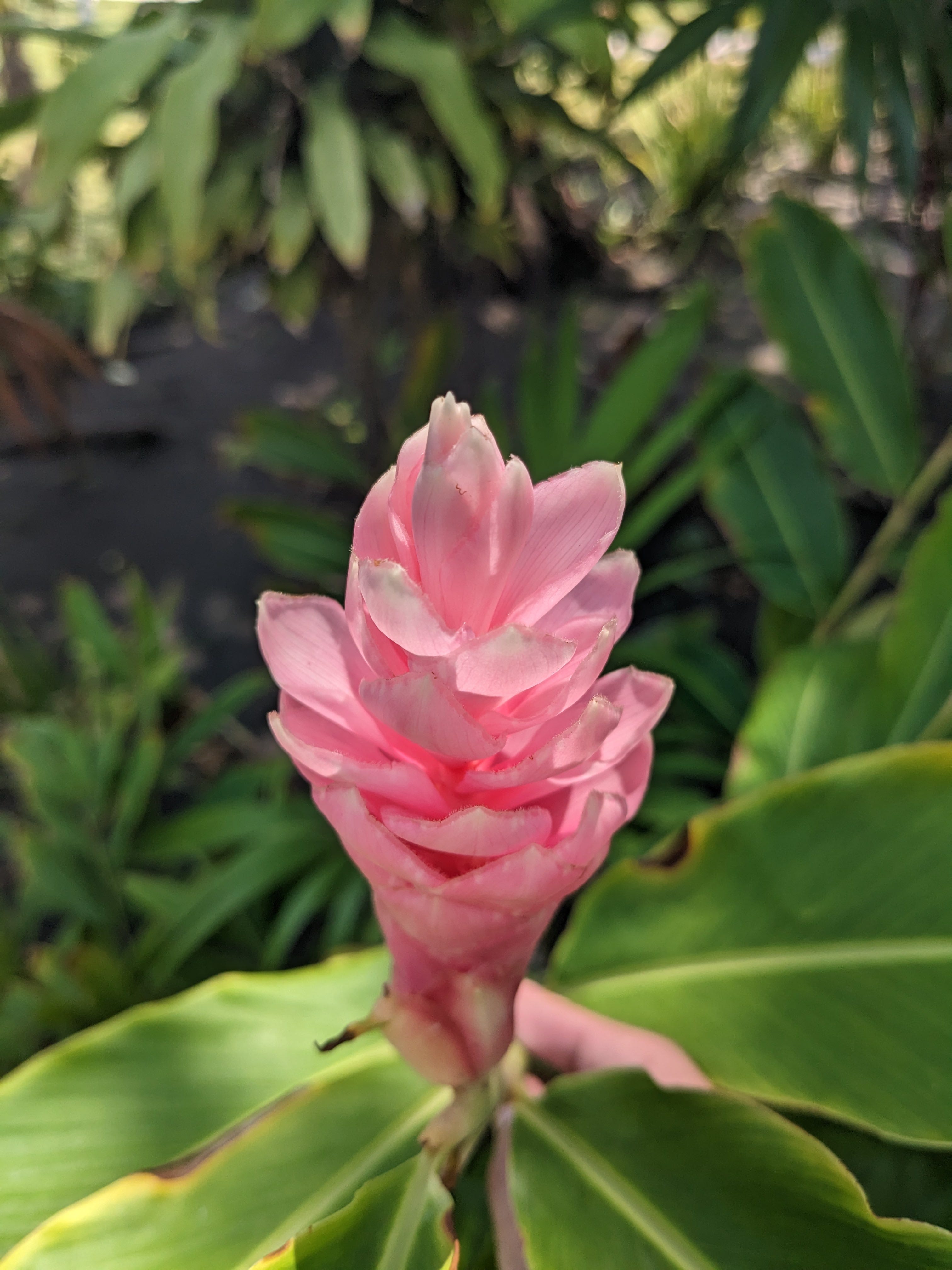 Belize - by The Skald - Troubadour’s Substack