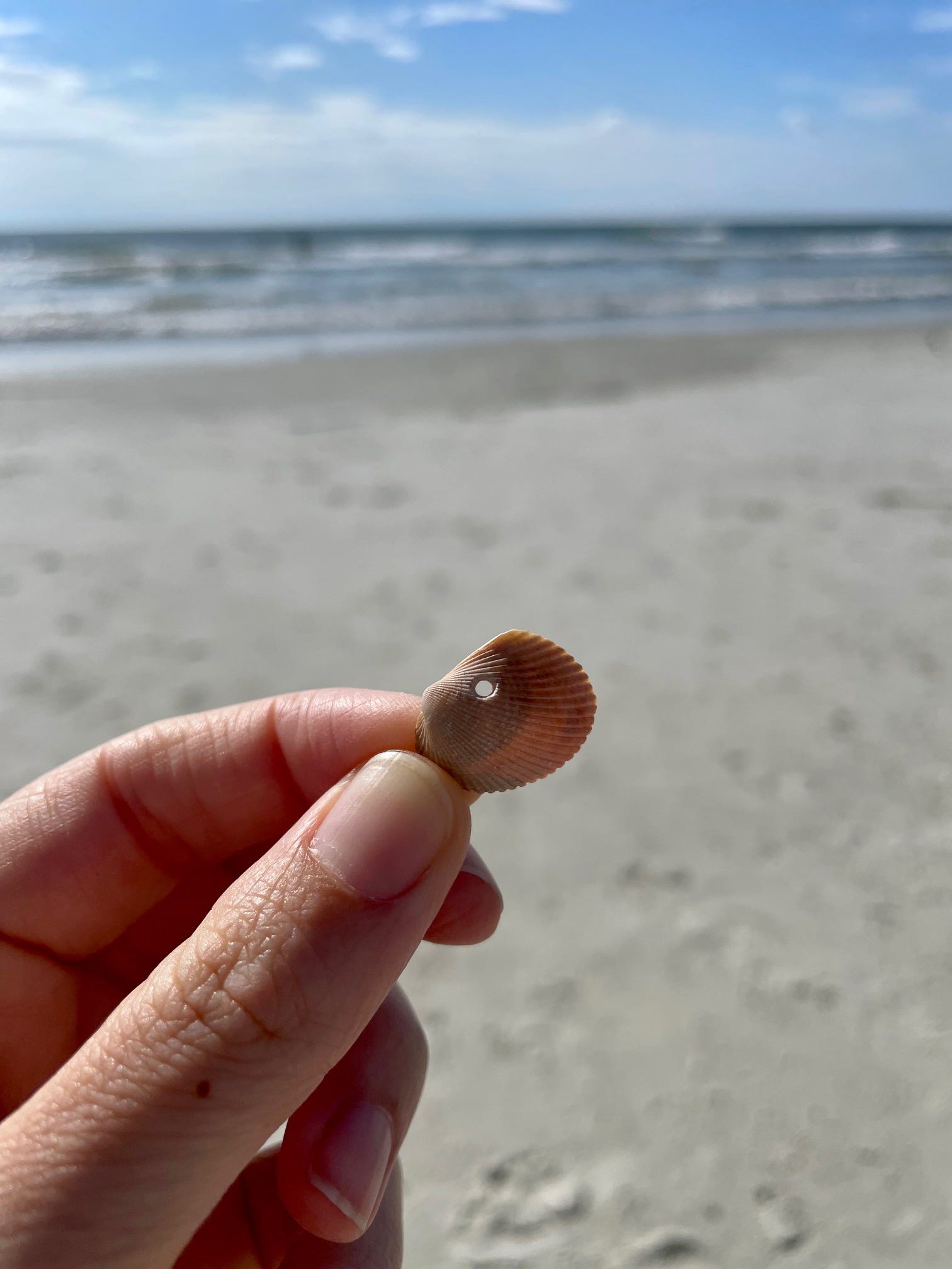 Moon snails, mollusks, & the expansive love of motherhood