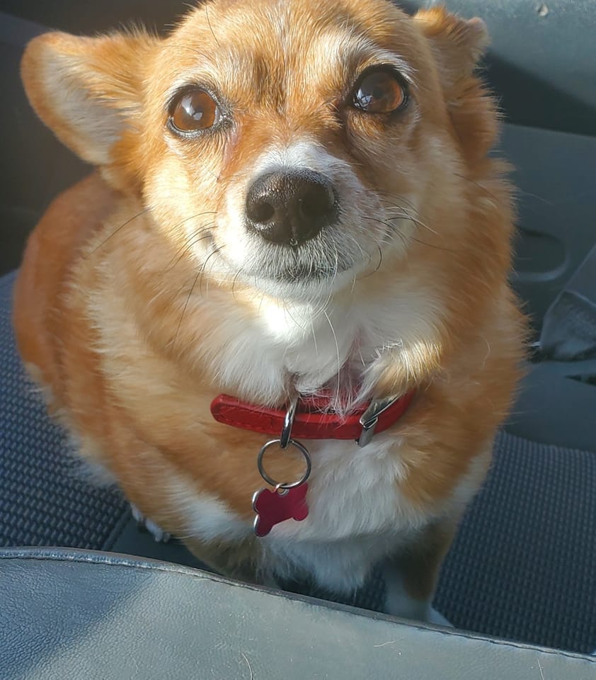 The Origin Story of Libby the Mooch