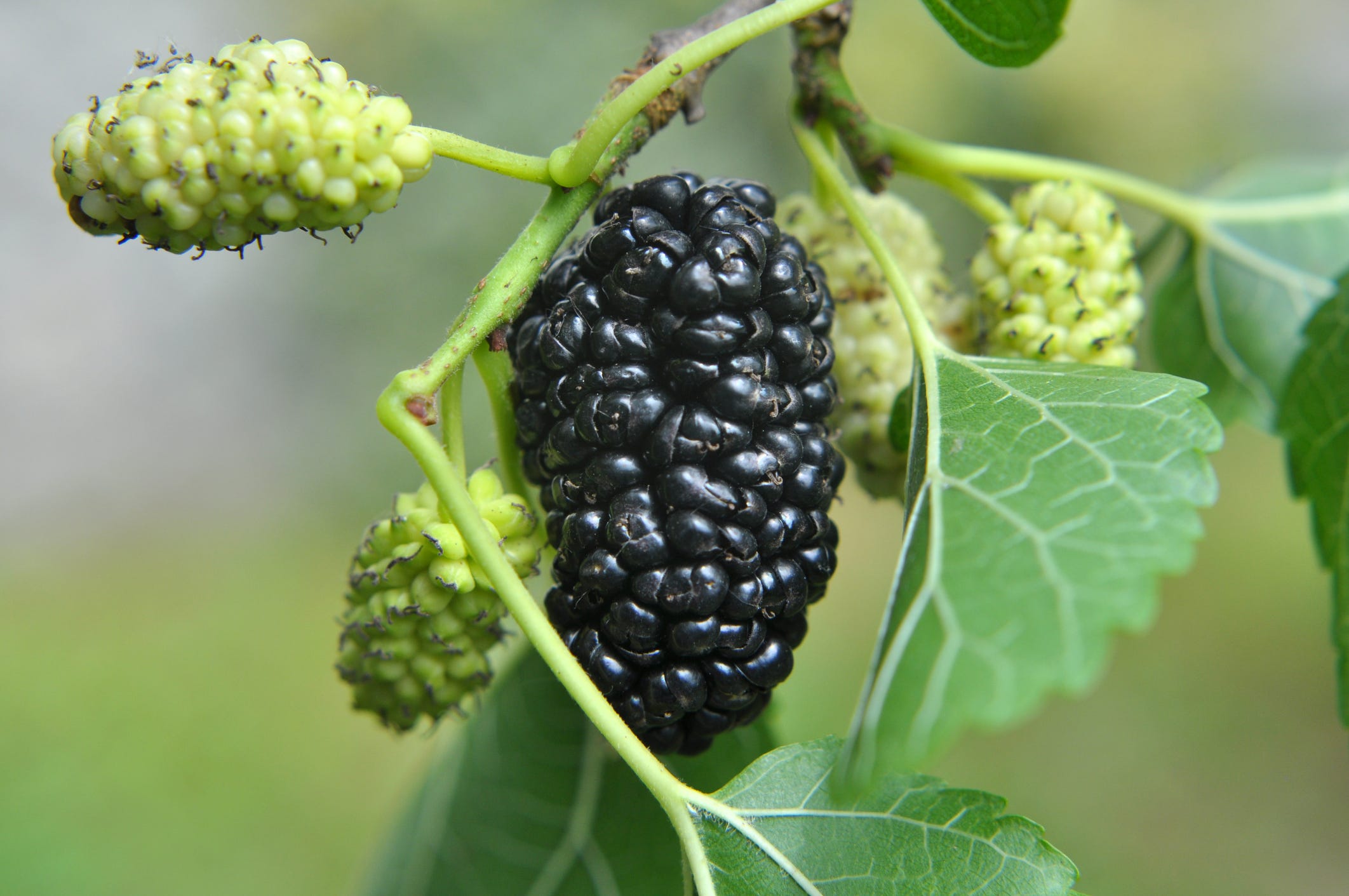 Eating Mulberries as a Spiritual Experience