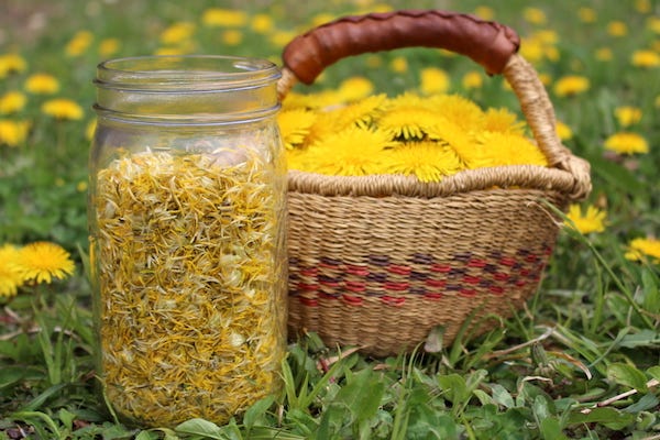 Dandelion Recipes & Remedies - by Ashley Adamant