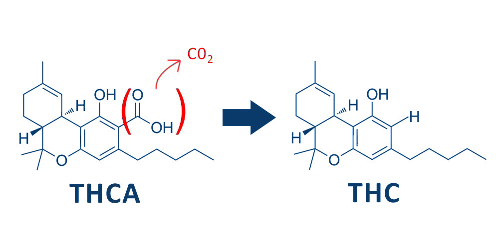 The Hidden Chemistry of Cannabis: Your Buds Are Transforming While You Wait