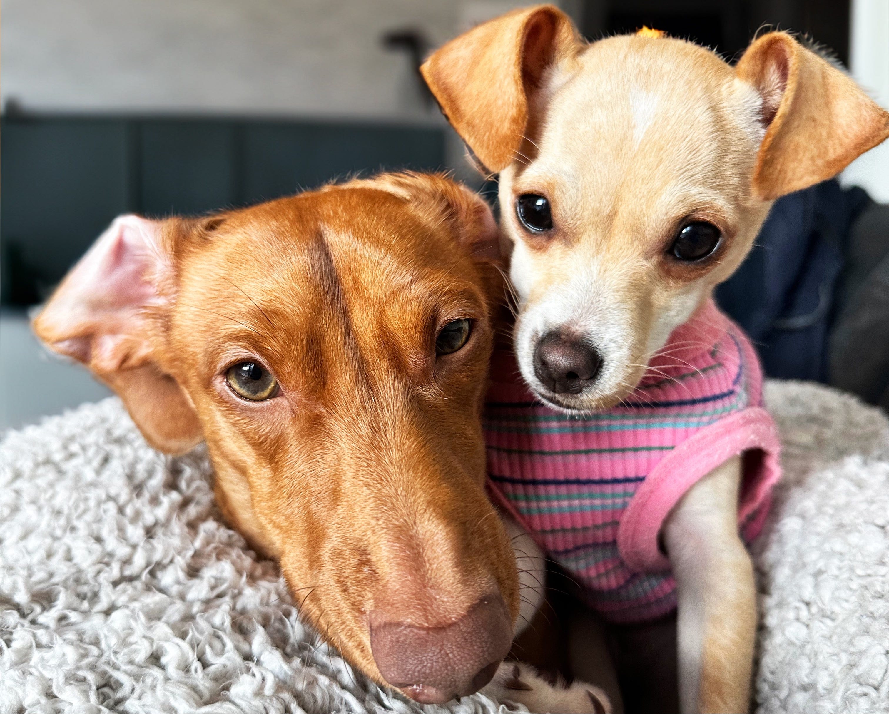 Announcing Precious Kitchen - by thecedlife