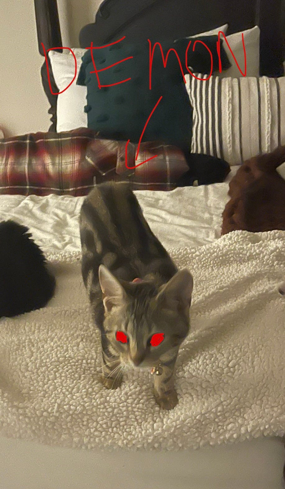 The return of demon kitten - by Jacob Pettit