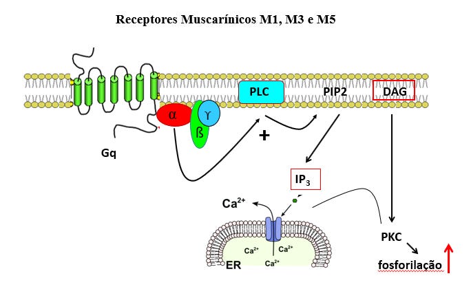 Neurotransmissores e receptores colinérgicos - Transmissão Colinérgica