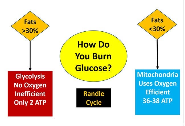 Understanding the Randle Cycle - by Dr. Joseph Mercola