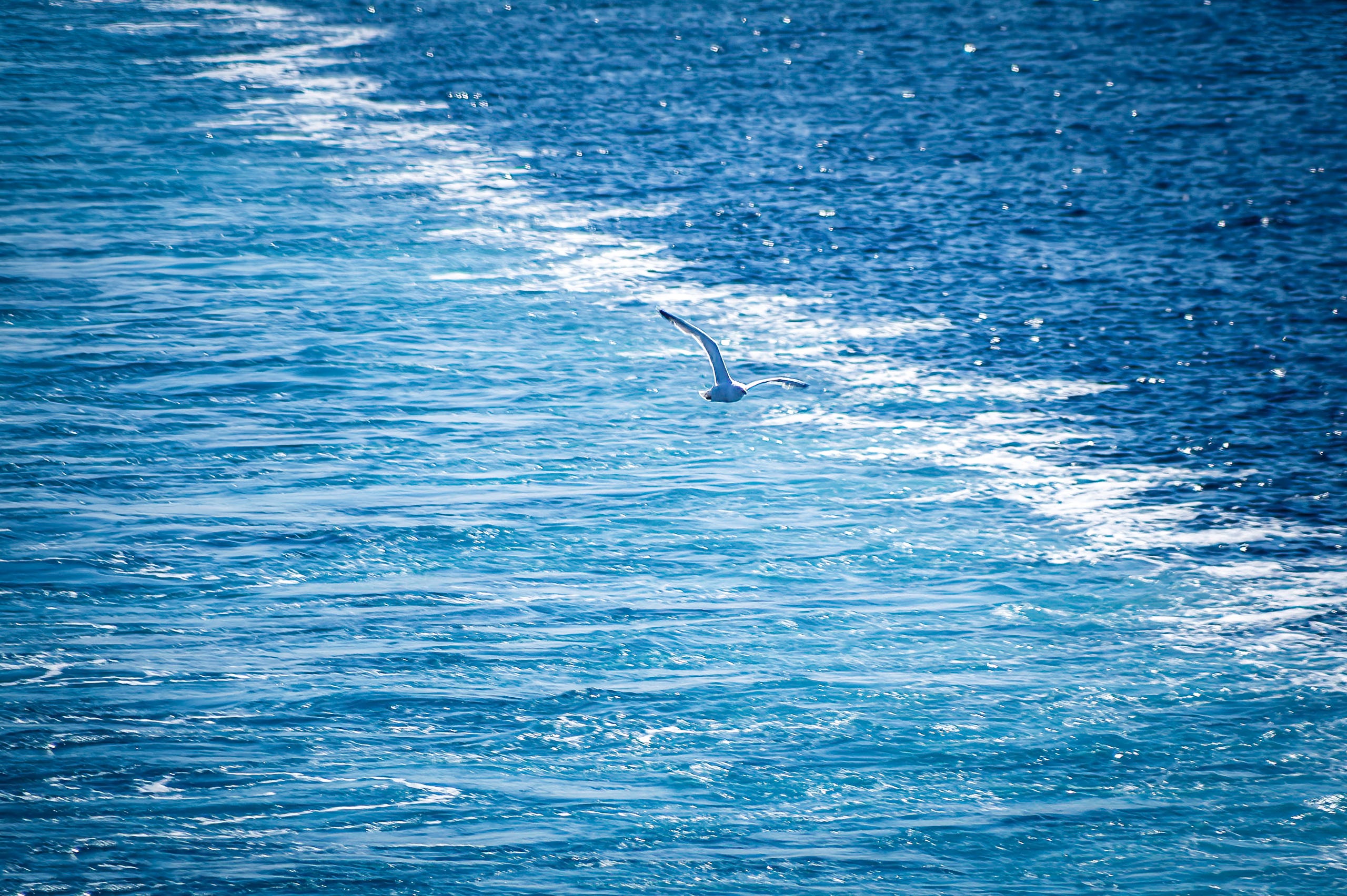 Celebrating Il Mare The Sea By Michele Becci celebrating-il-mare-the-sea-by-michele-becci