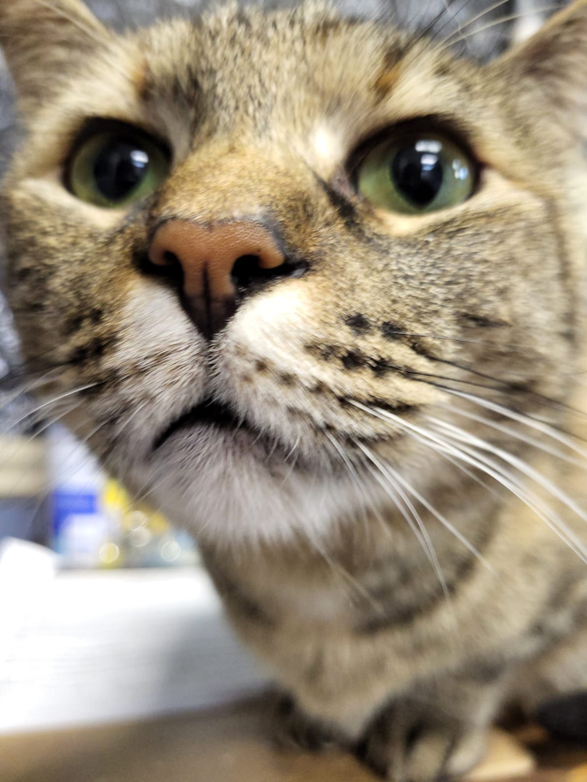 The Story about Poppy - The Cozy Catfe Chronicles