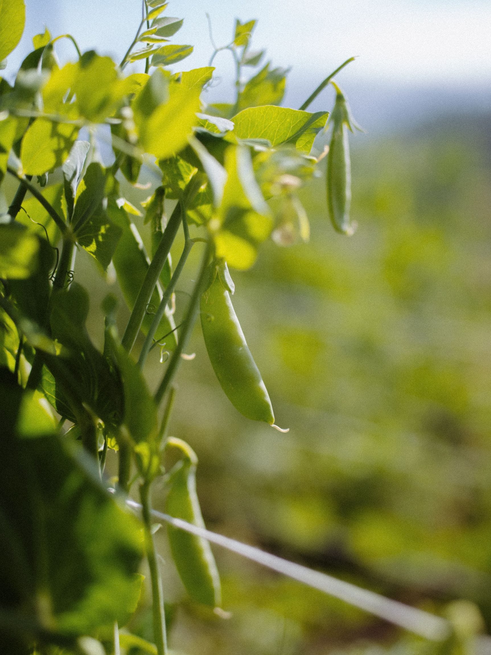 Give Peas a Chance - by Sam Rogers - Sam Loves The Market