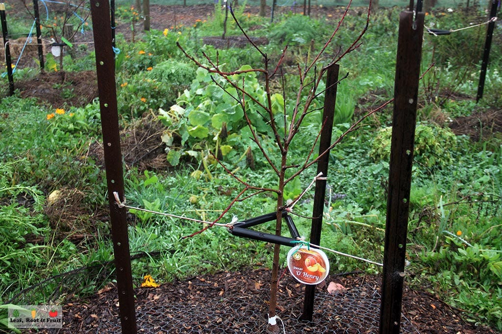 Buying Fruit Trees: The Importance of Choosing the Right Rootstock